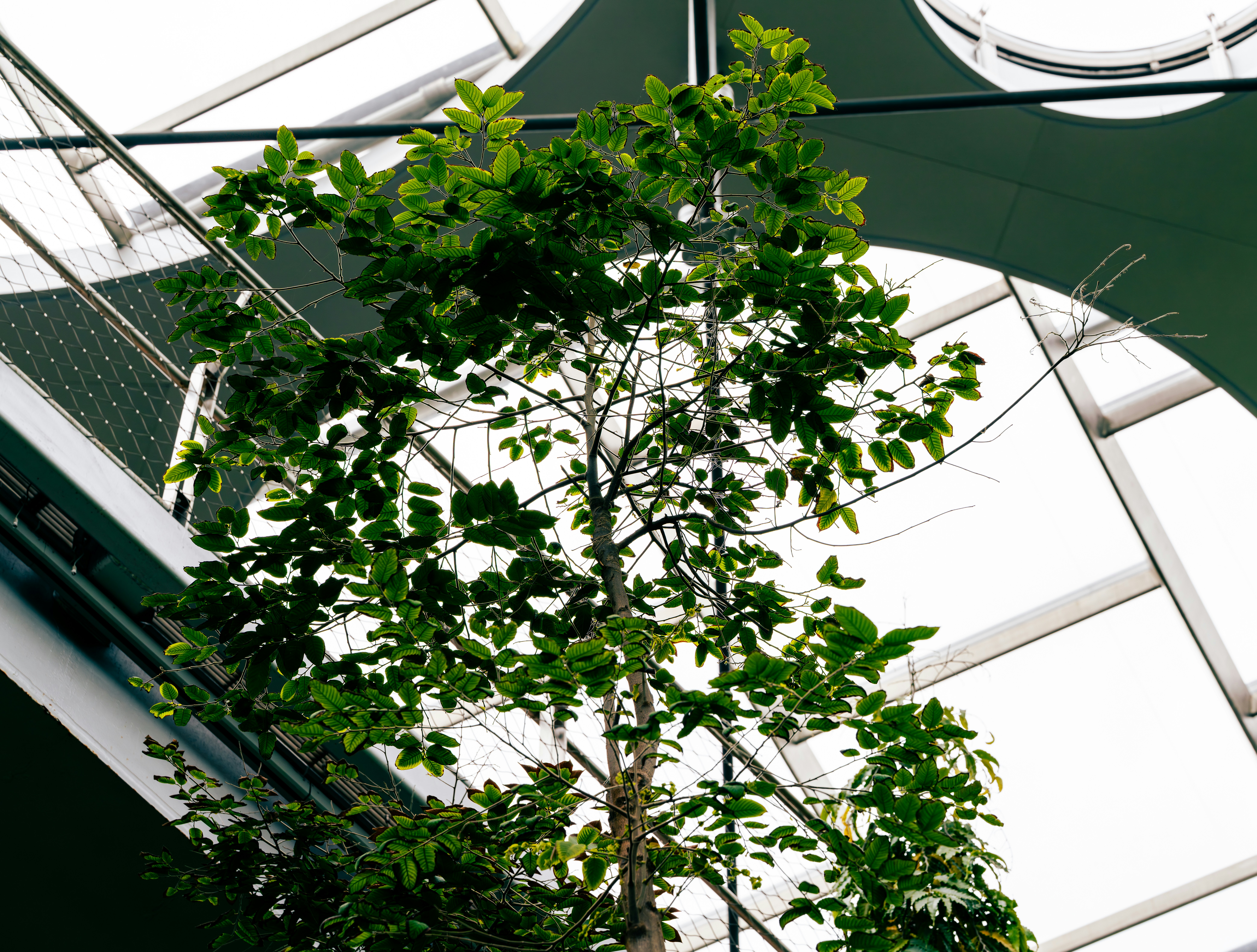 Urban Green: Tree Reaches Toward Glass Sky
