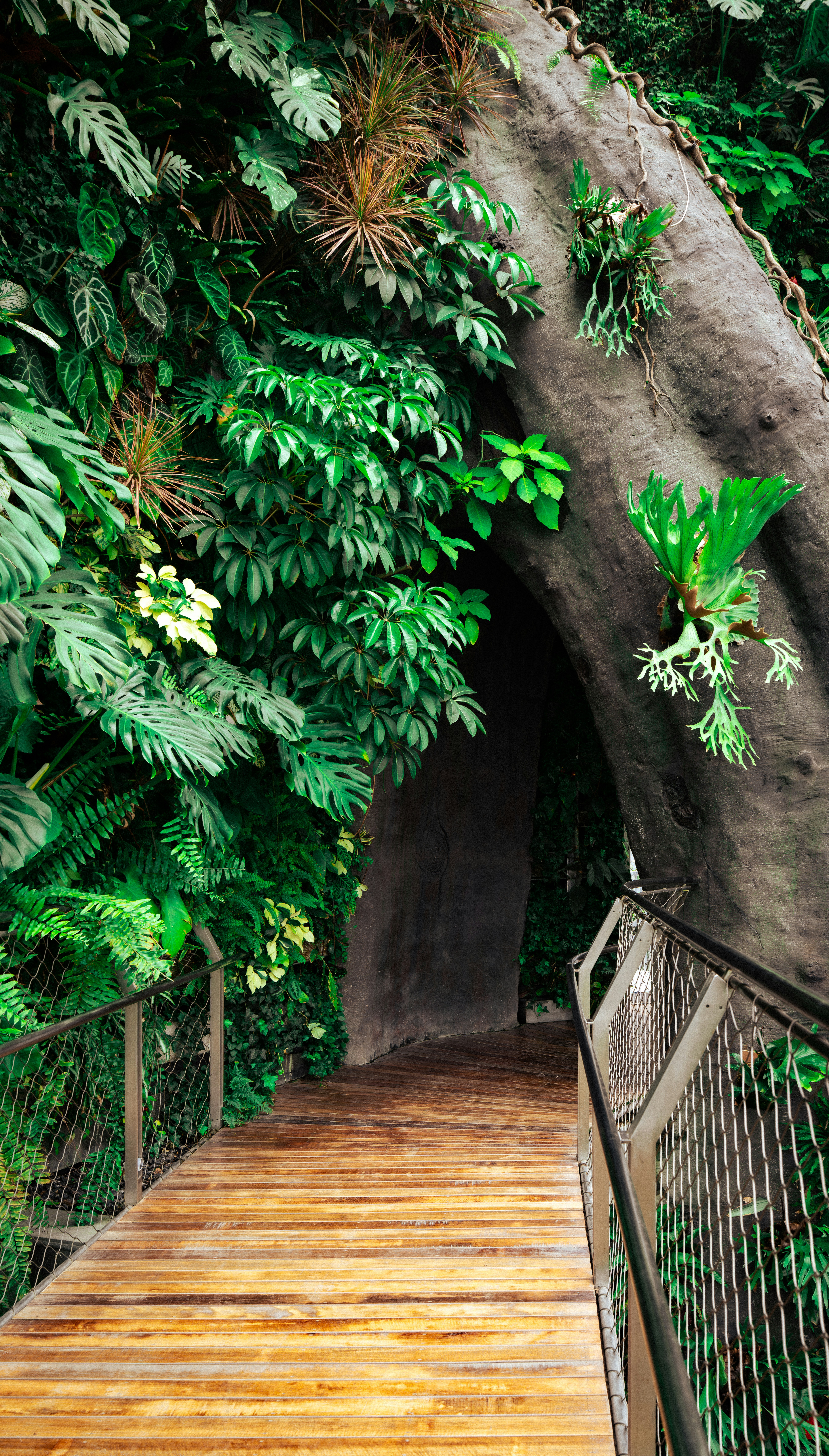 Verdant Gateway: A Wooden Path Beneath a Living Arch
