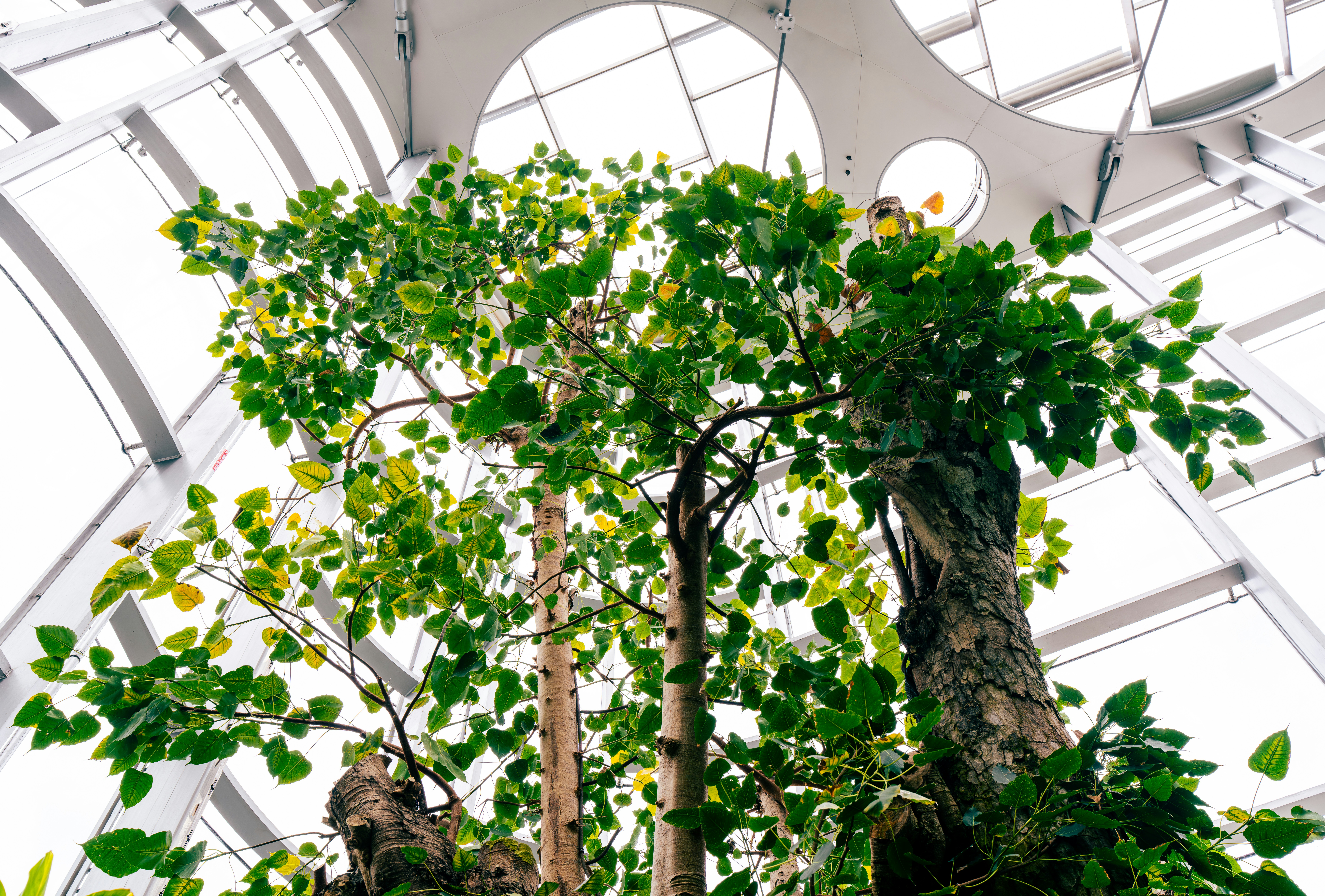 Indoor Jungle Reaches for the Glass Roof
