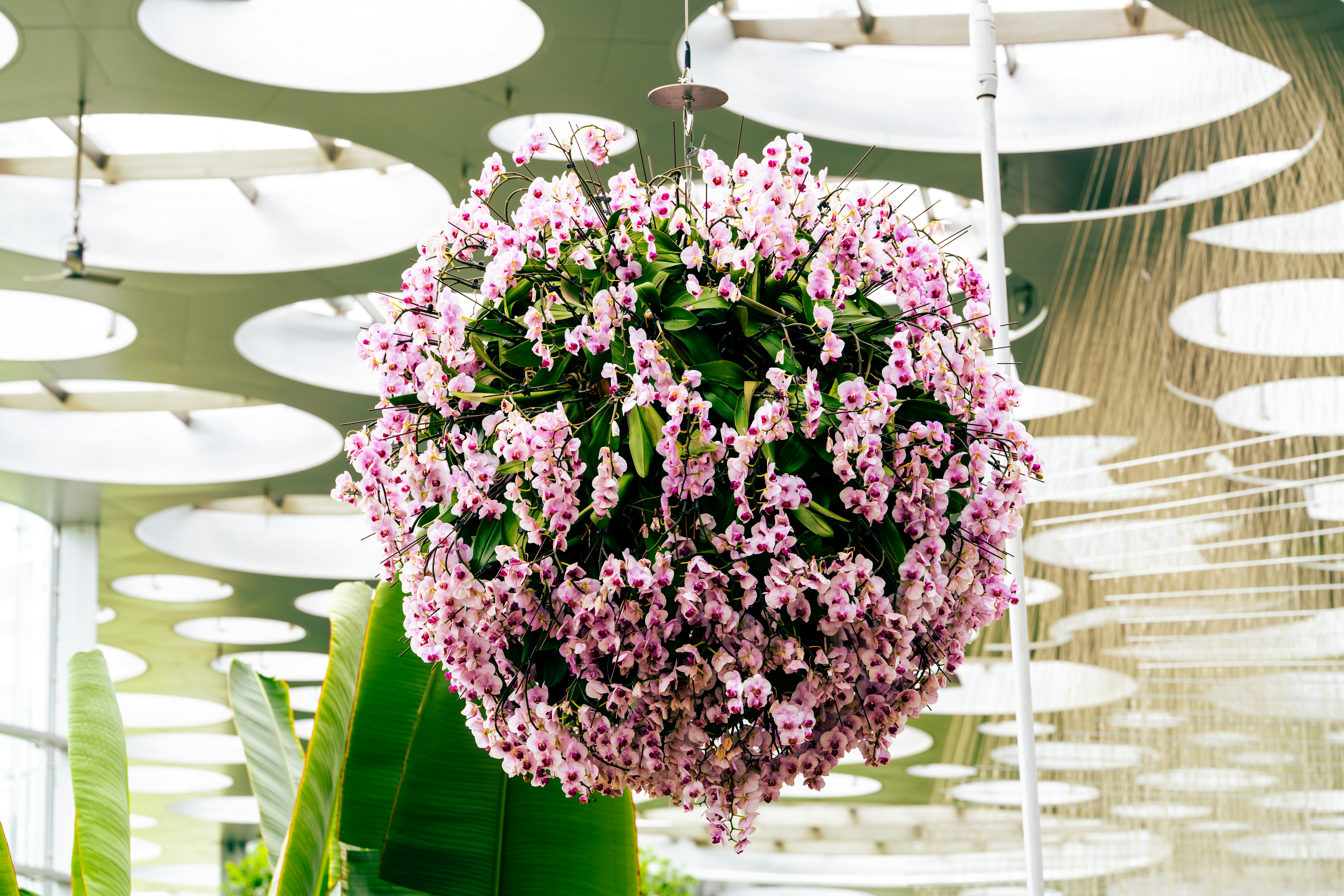 Blooming sphere: a hanging mass of pink blossoms in a modern greenhouse canopy