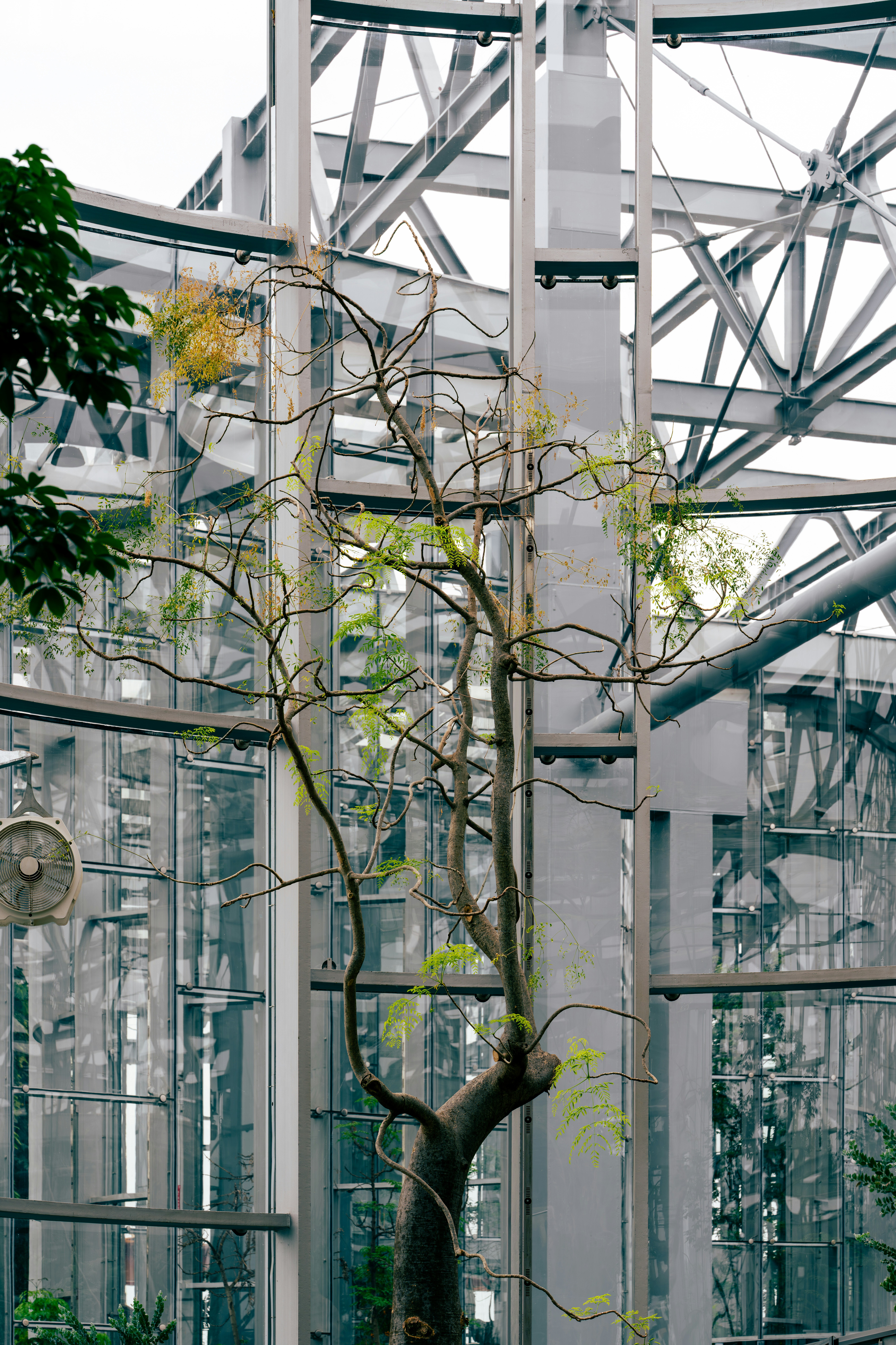 Garden of Steel and Branches: A Tree Amid Industrial Glass