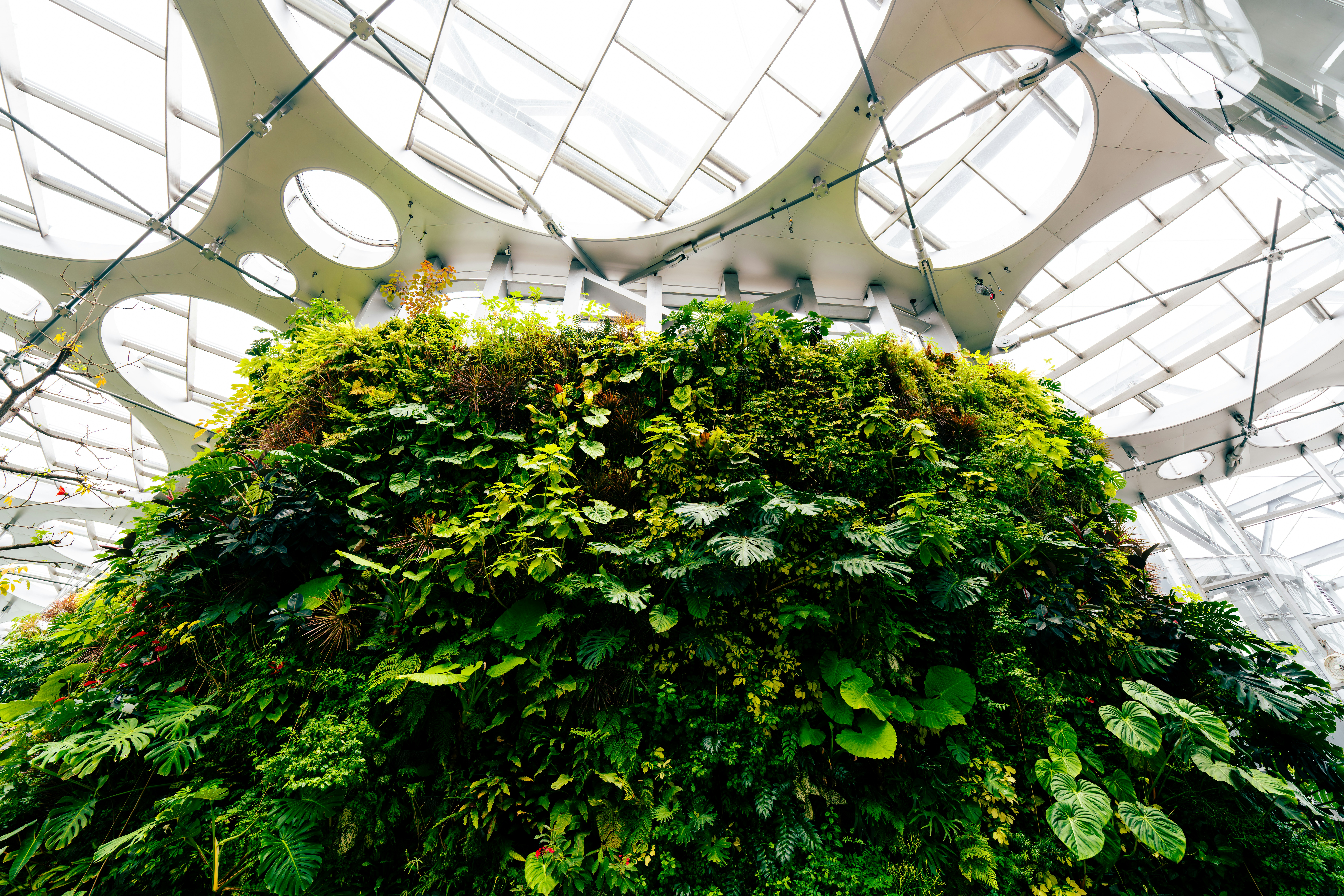Verdant Cathedral: A Living Wall Reaches Toward a Glass Ceilings
