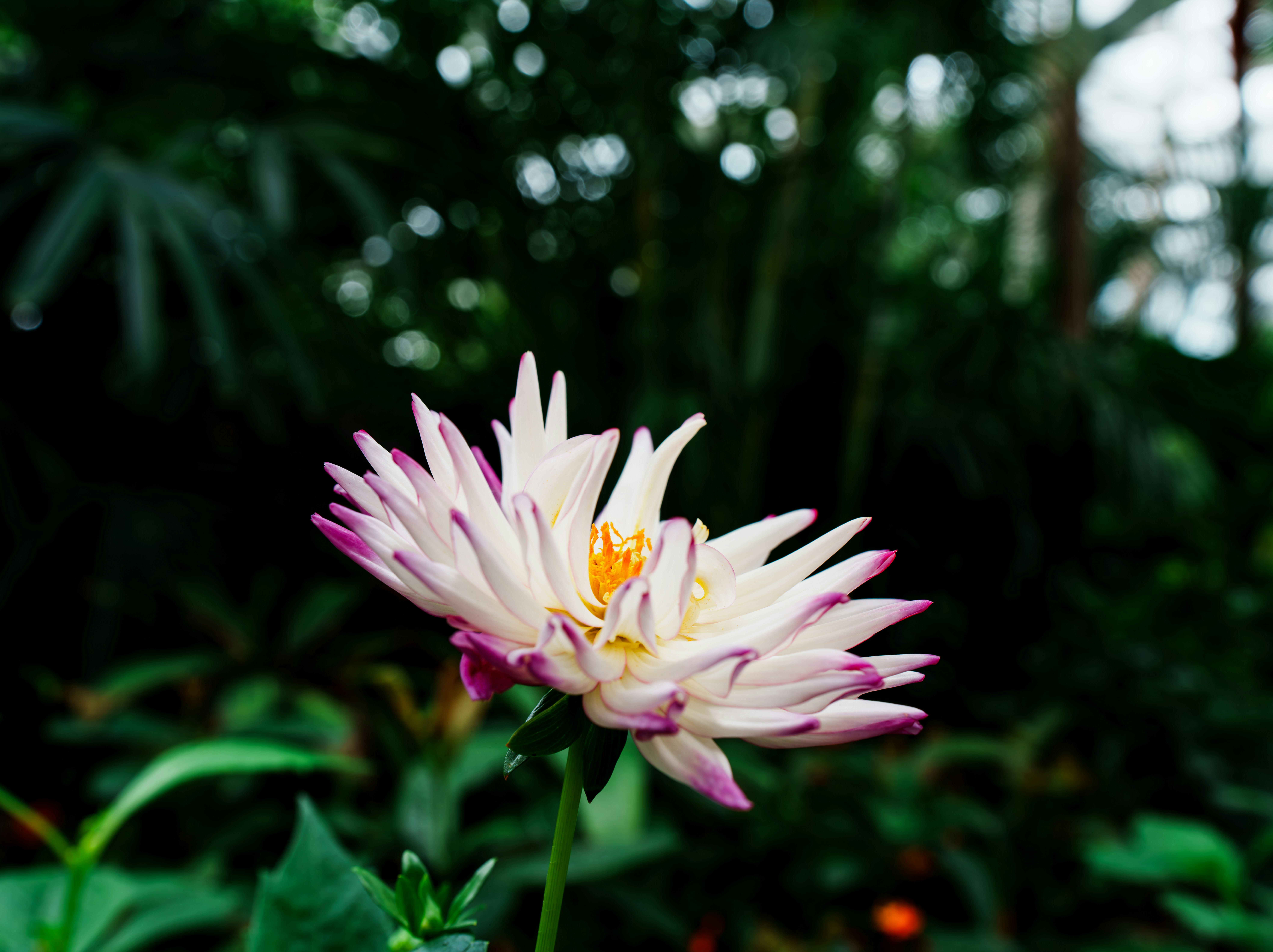 Bloom at the Edge: Pink-White Waterlily in a Shadowed Garden