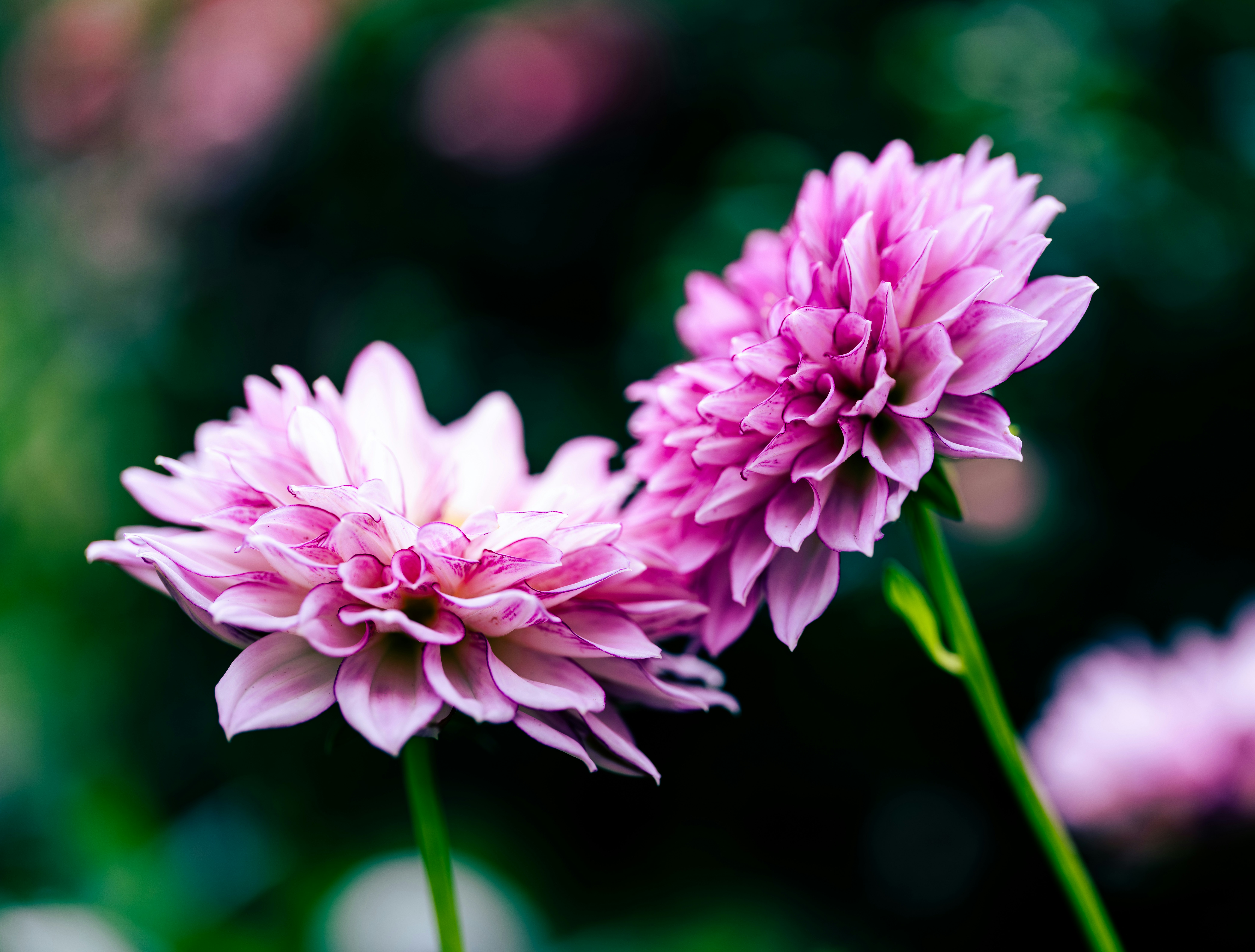 Pink Dahlias in Sharp Focus, Softened Meadow Blur