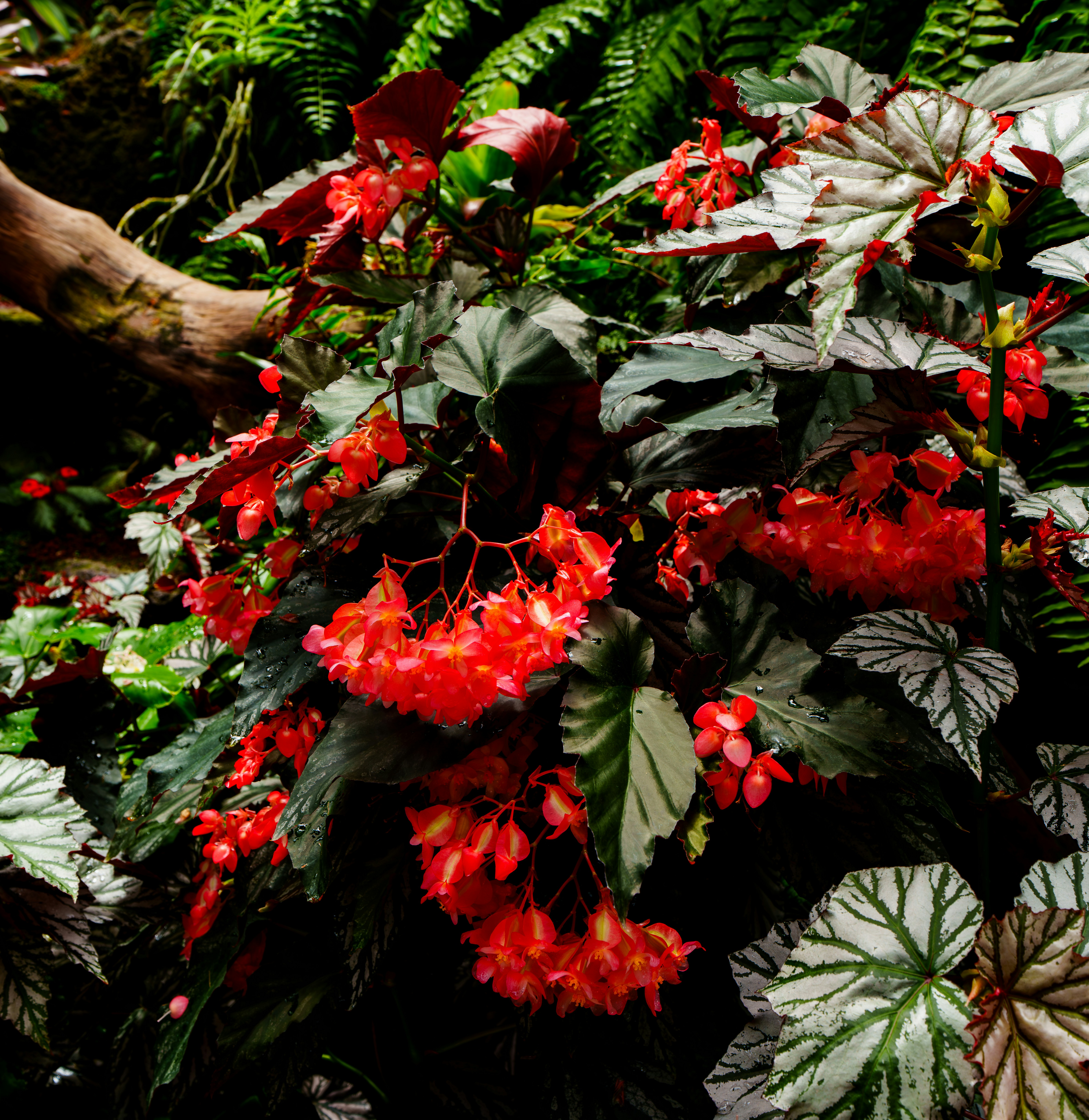 Crimson Cascade Over Dark Evergreen Leaves