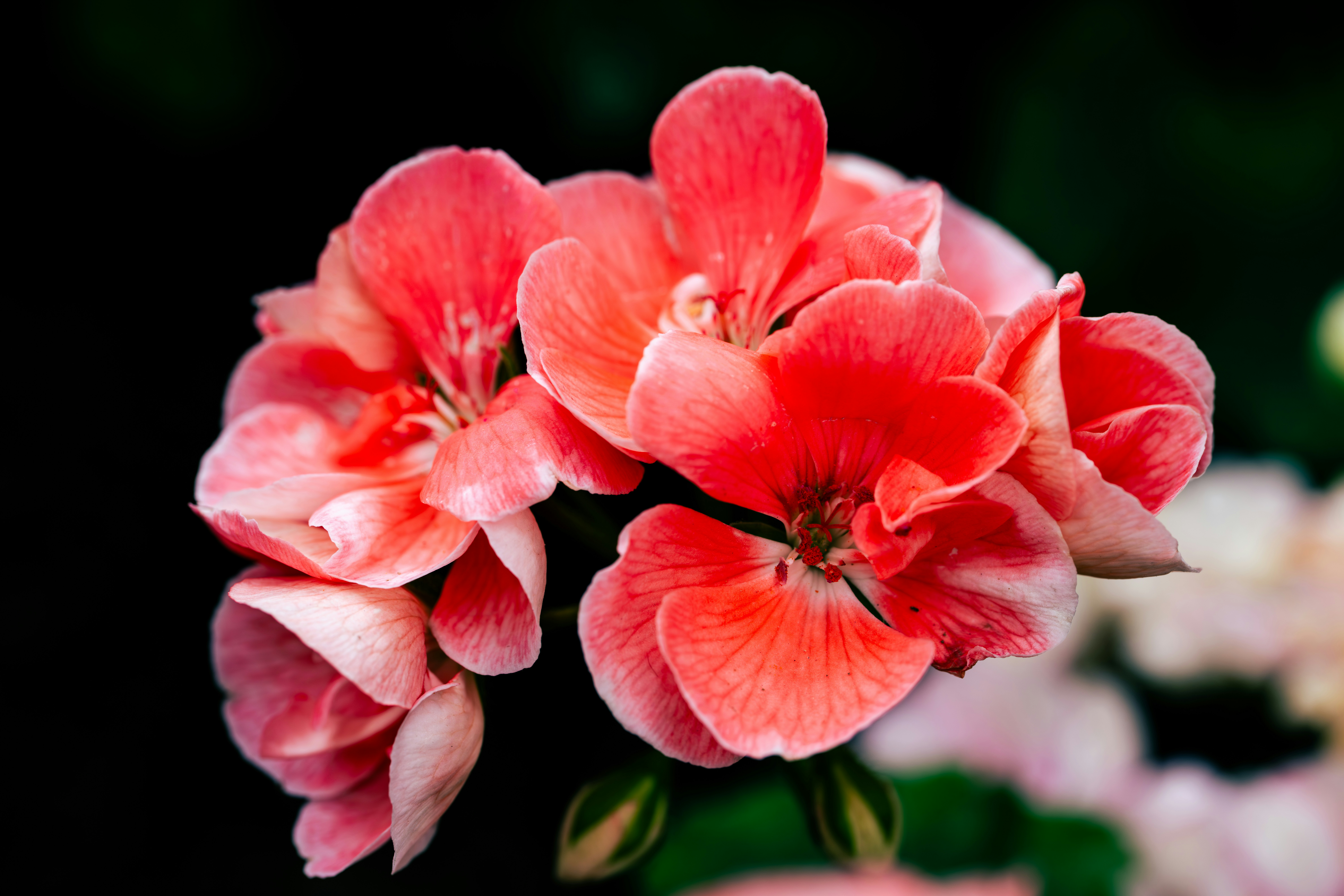 Coral-rose bloom cluster in sharp focus against a dark retreat