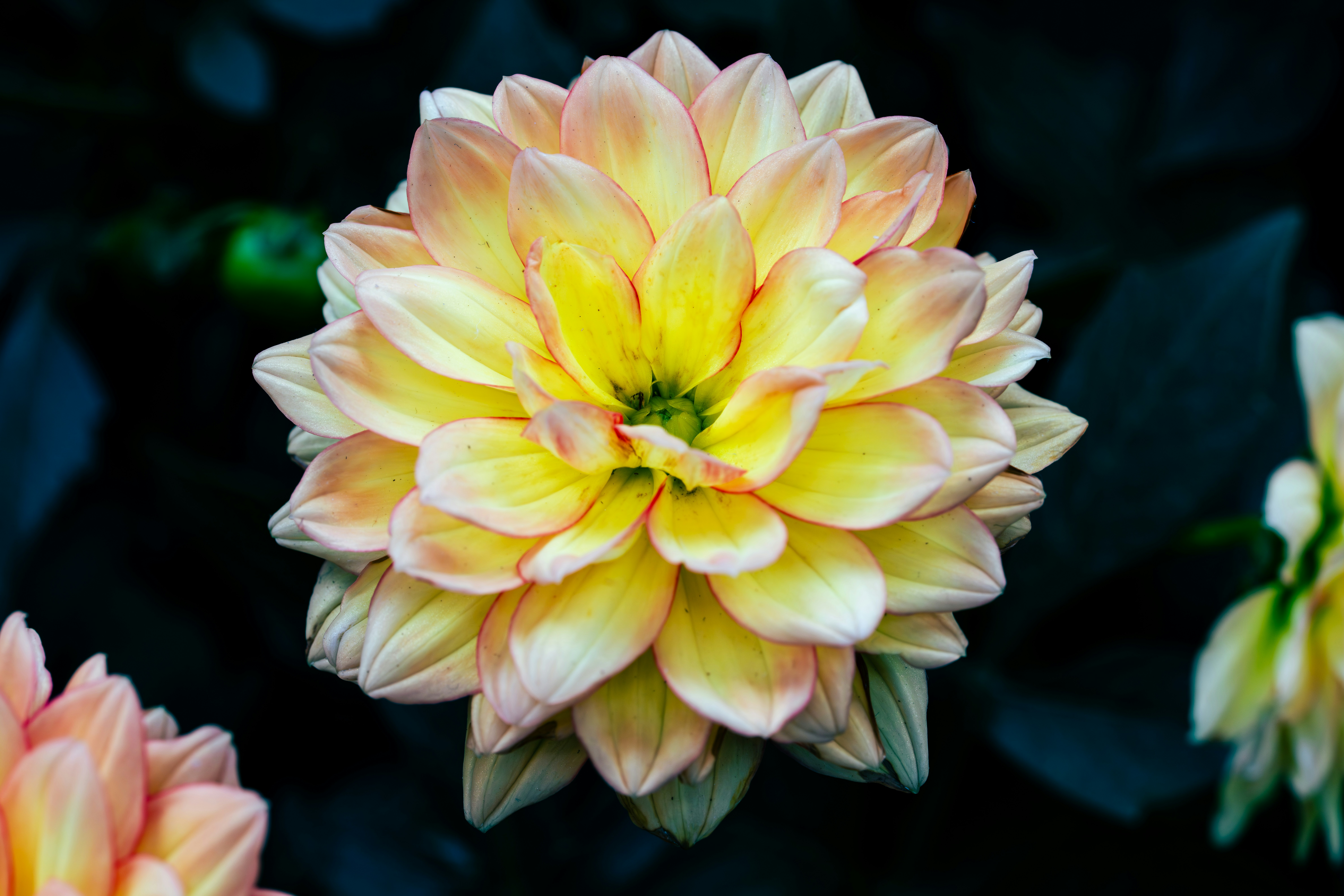 Central bloom in soft pastel radiance