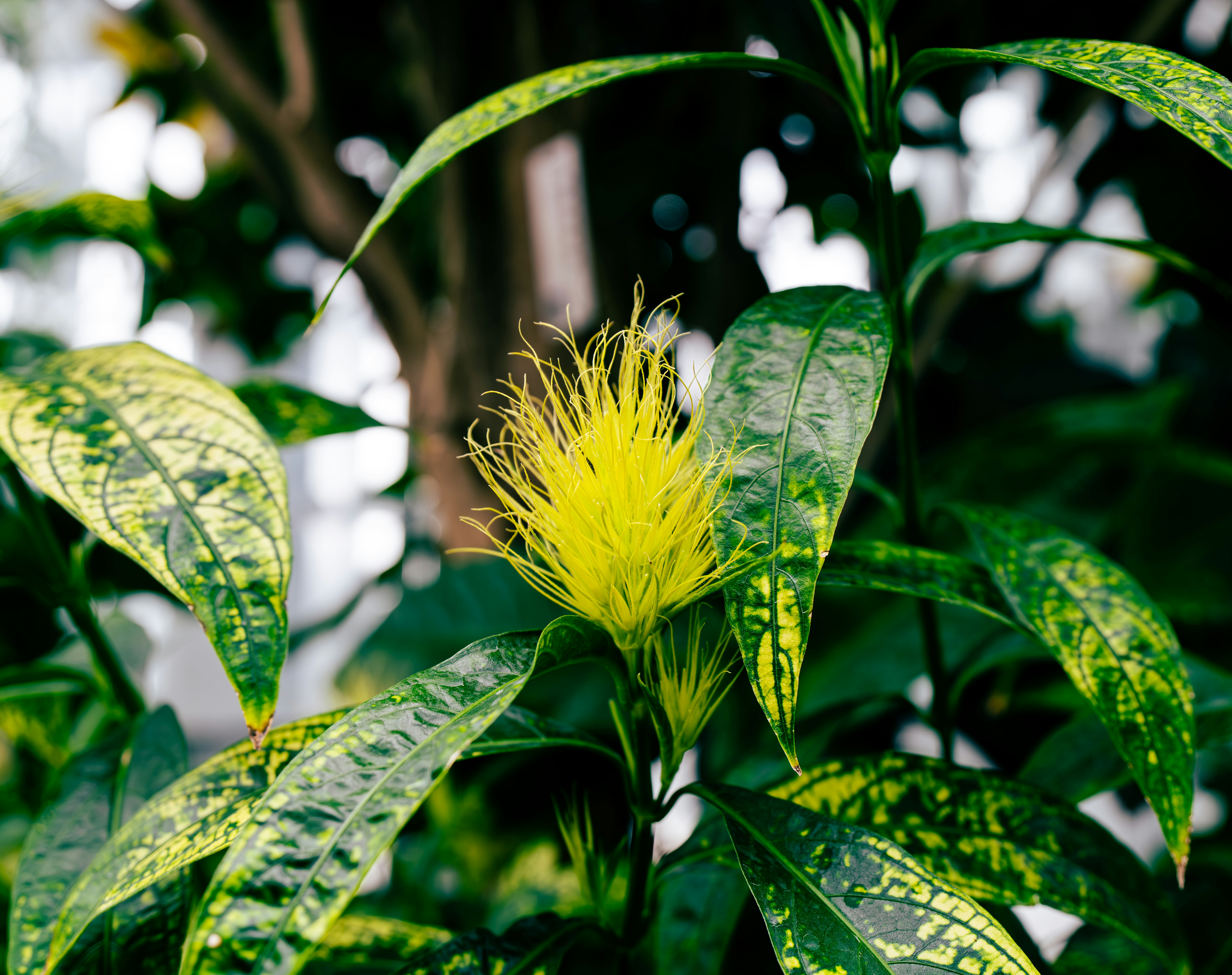Yellow Pompon Bloom Amid Variegated Leaves