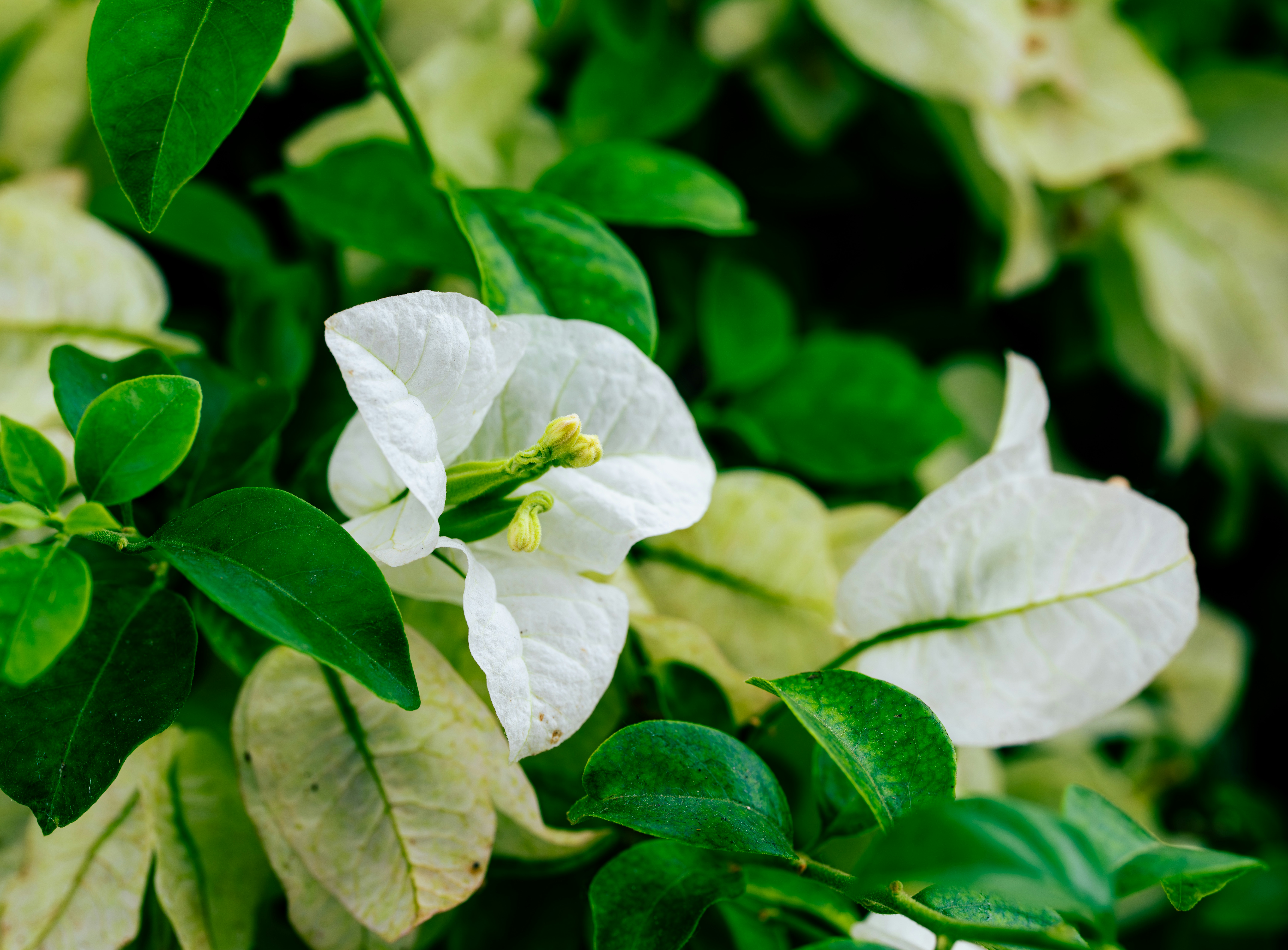 White Bougainvillea Bloom in Lush Greenery