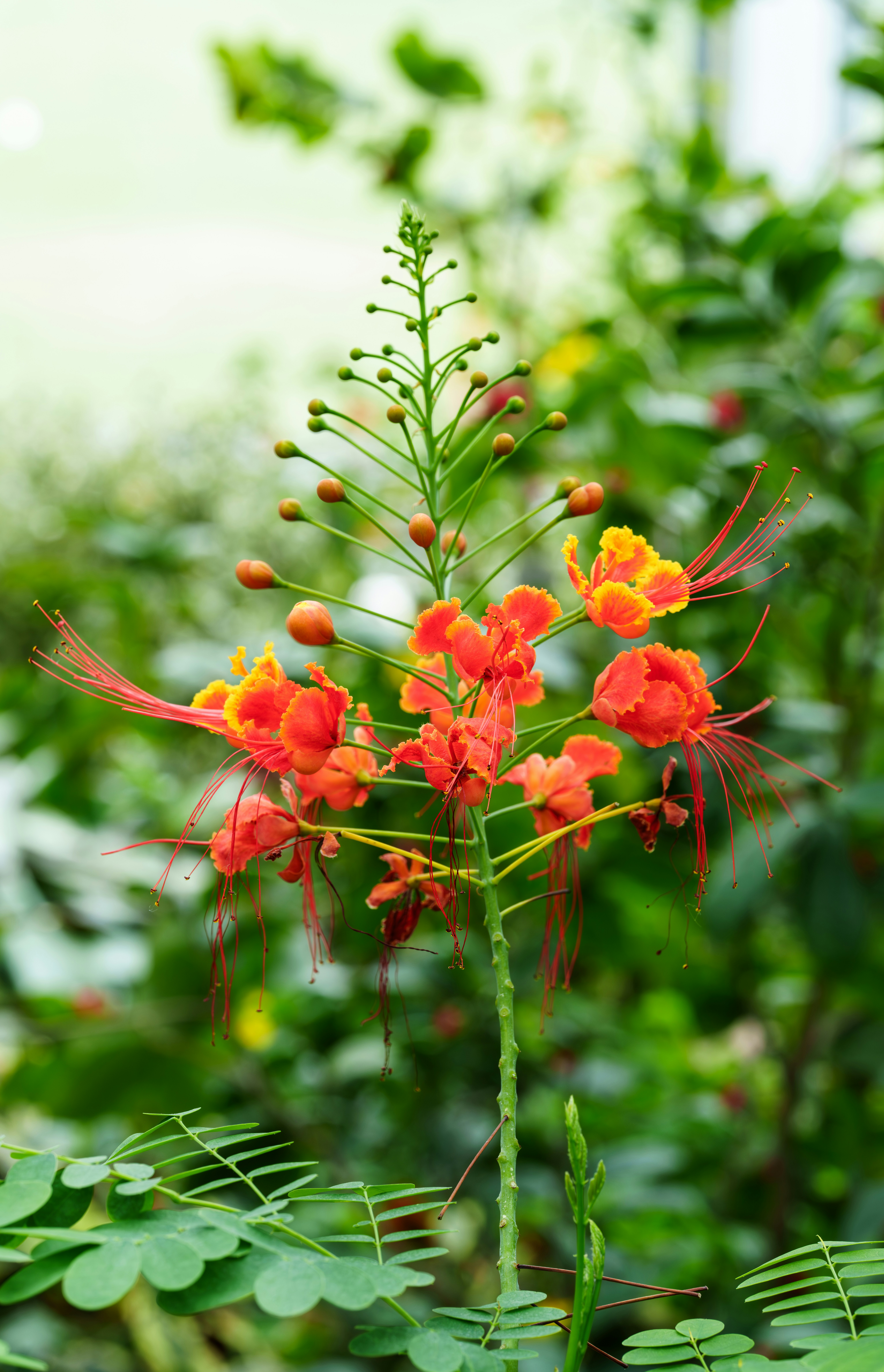 Crimson Stamen Symphony: A Red-Hot Bloom Reaching Through Green