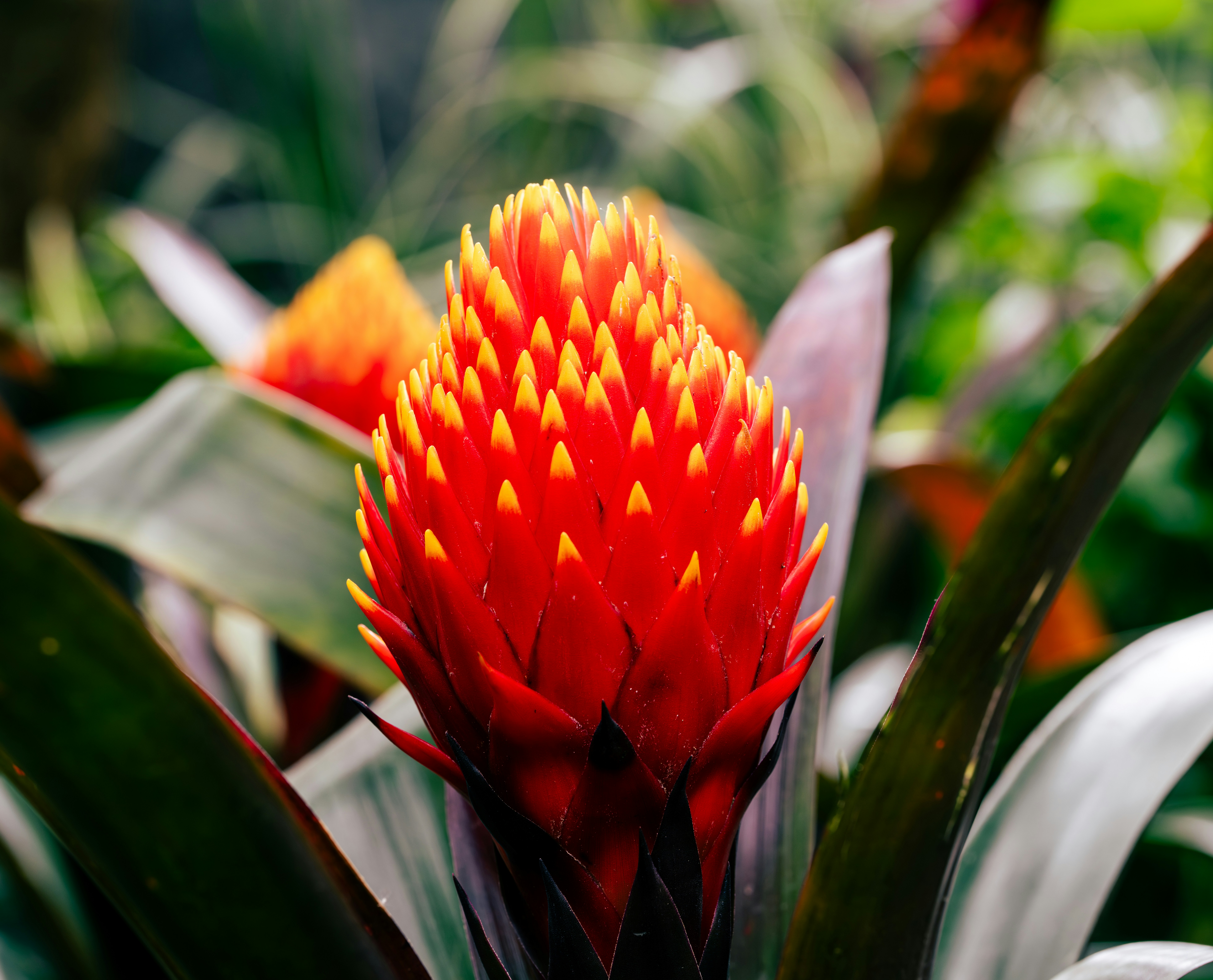 Crimson Torch Bloom Rising from Dark Green Foliage