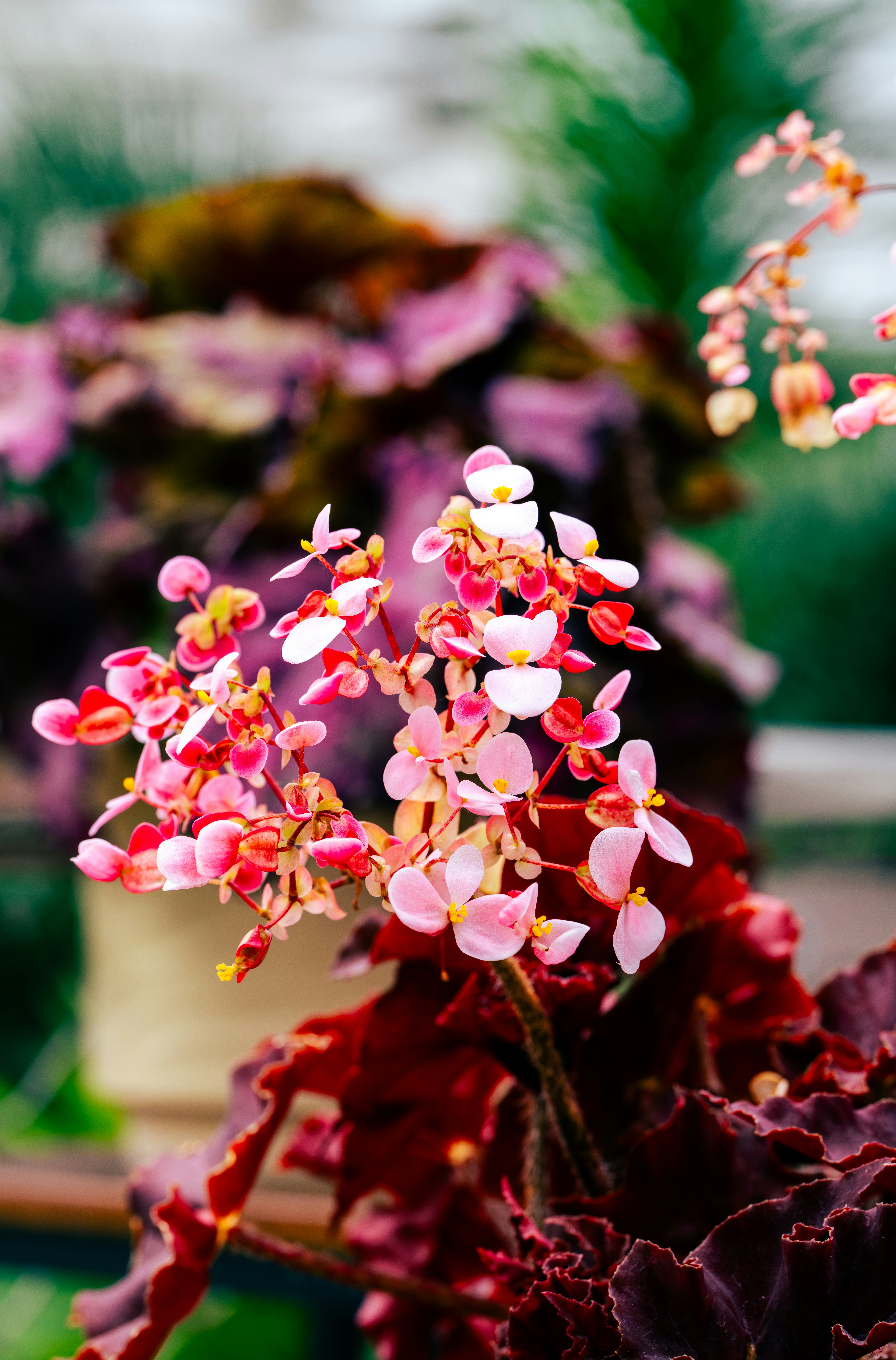 Shanghai Greenhouse Garden