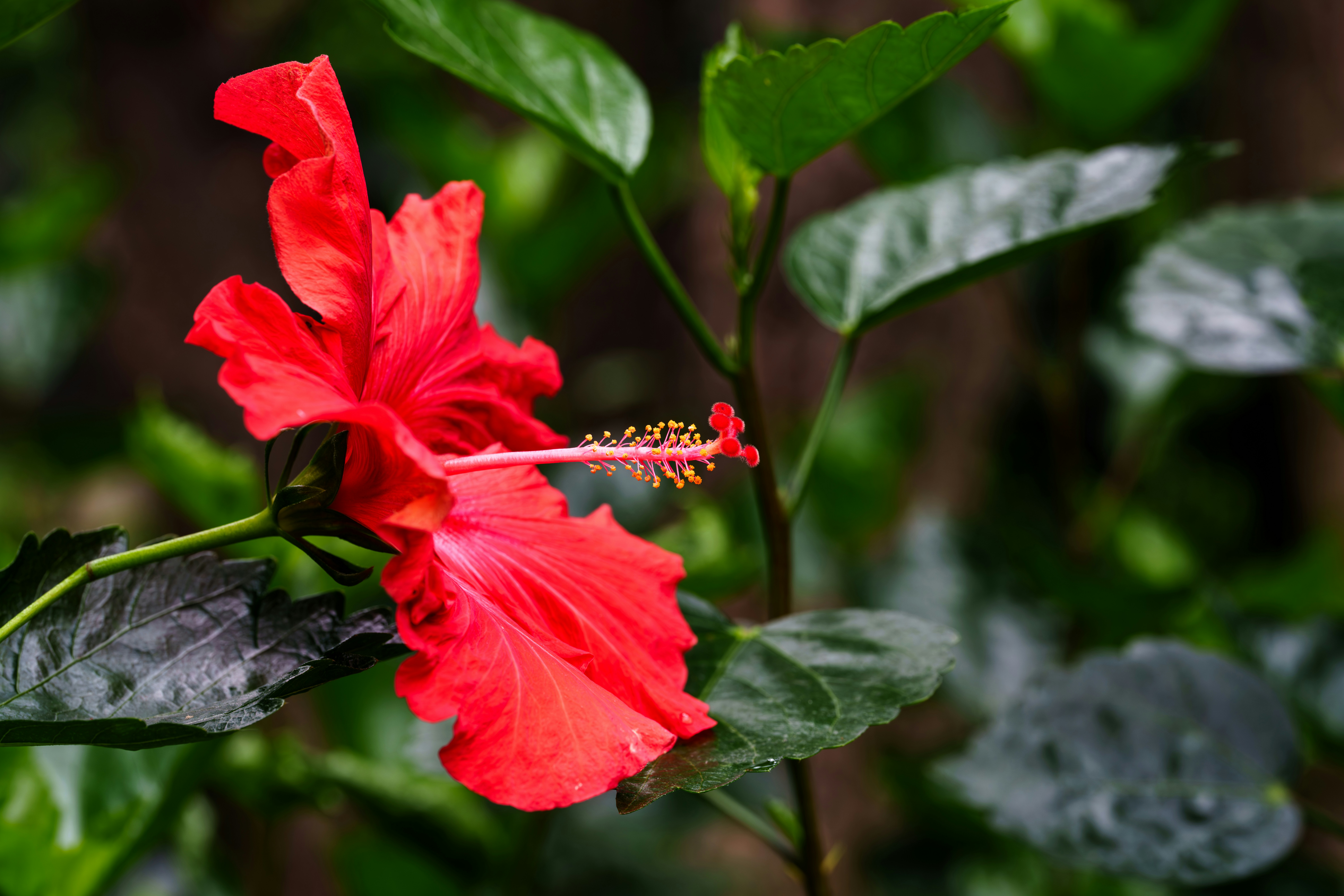 Scarlet Hibiscus in Focus: A Vivid Petal Burst Against Green Silence