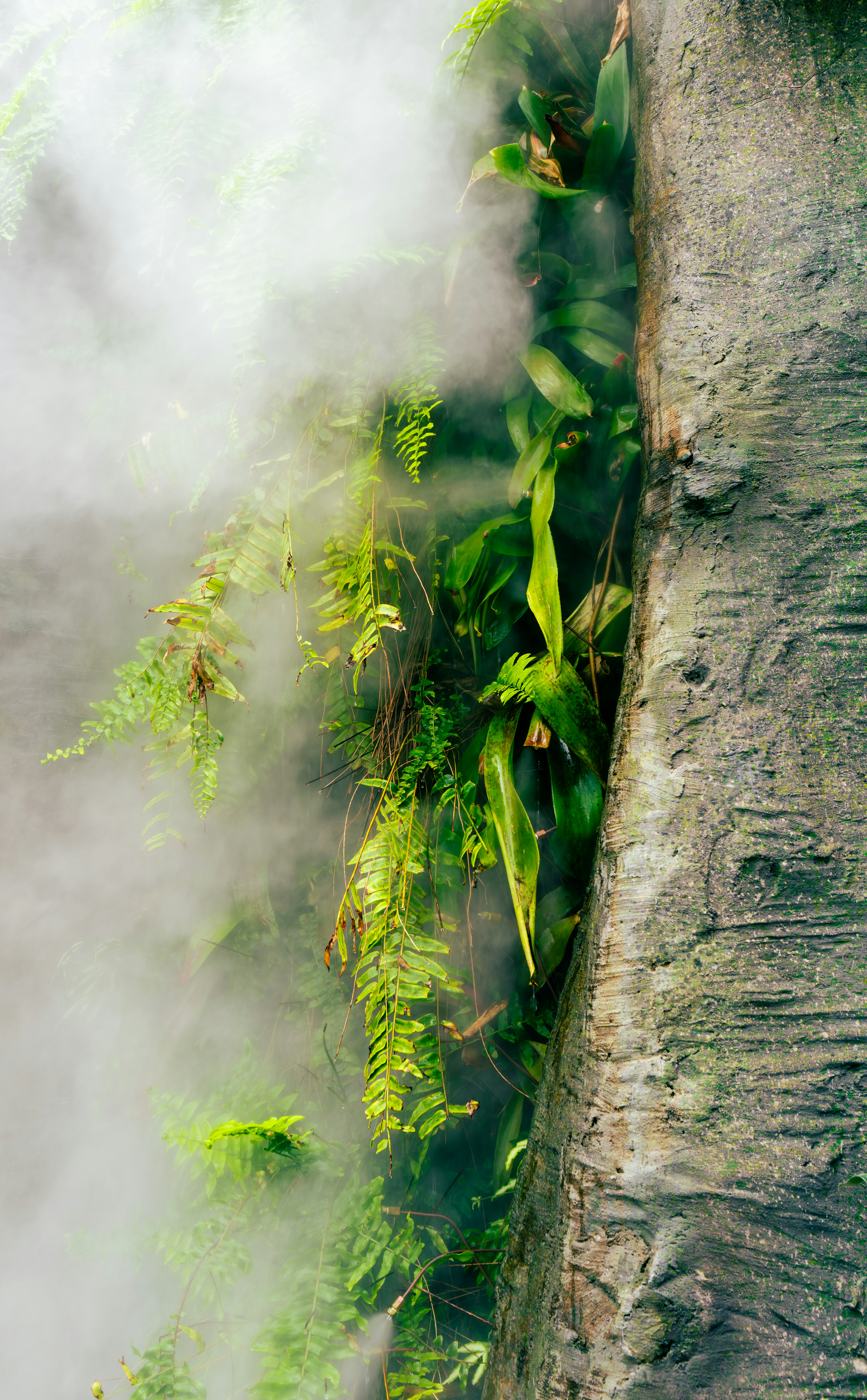 Mist over a Fern-Clad Trunk: Hidden Life in the Monsoon