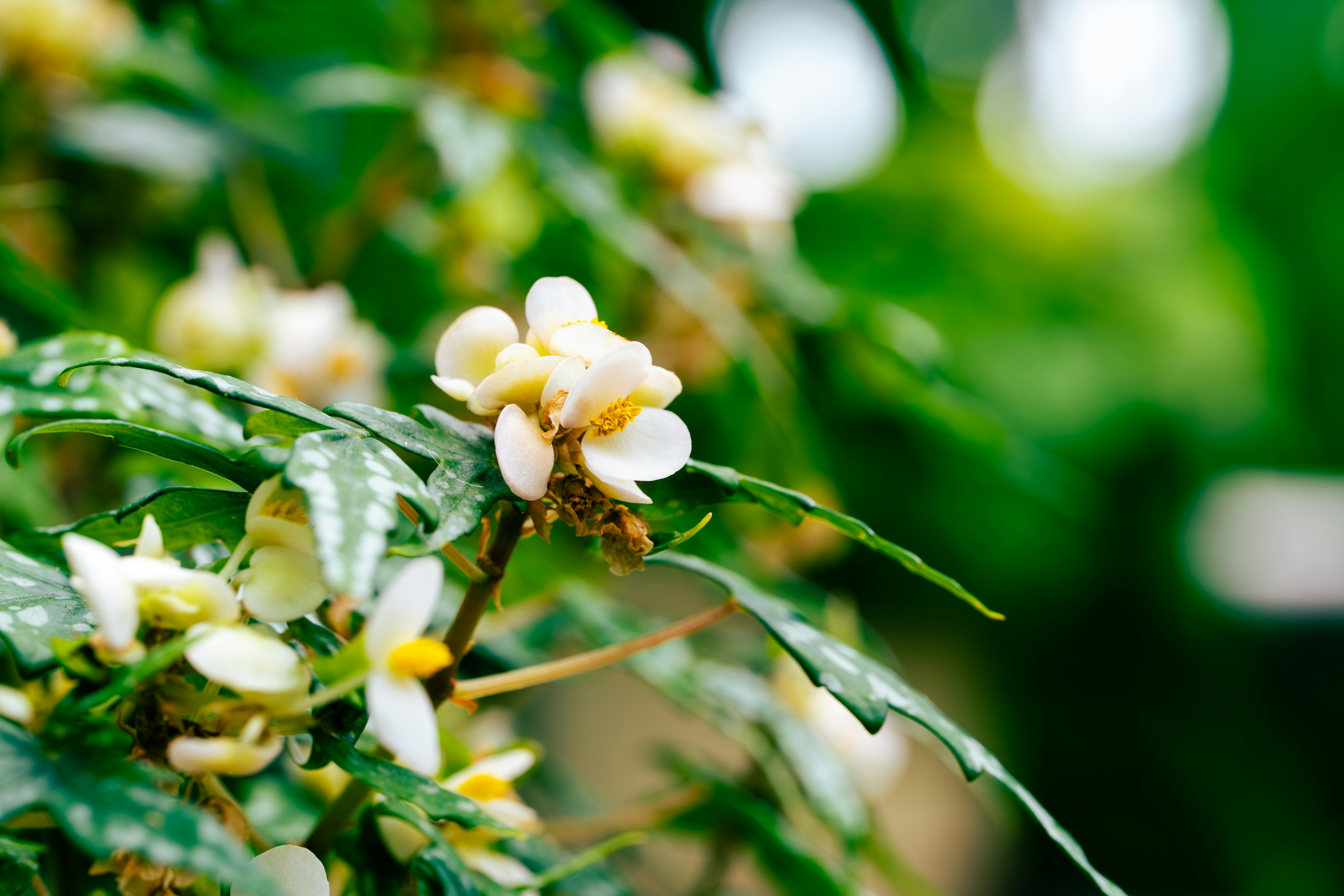 Soft Bloom in Focus: Delicate White Flowers Against a Lush Green Backdrop