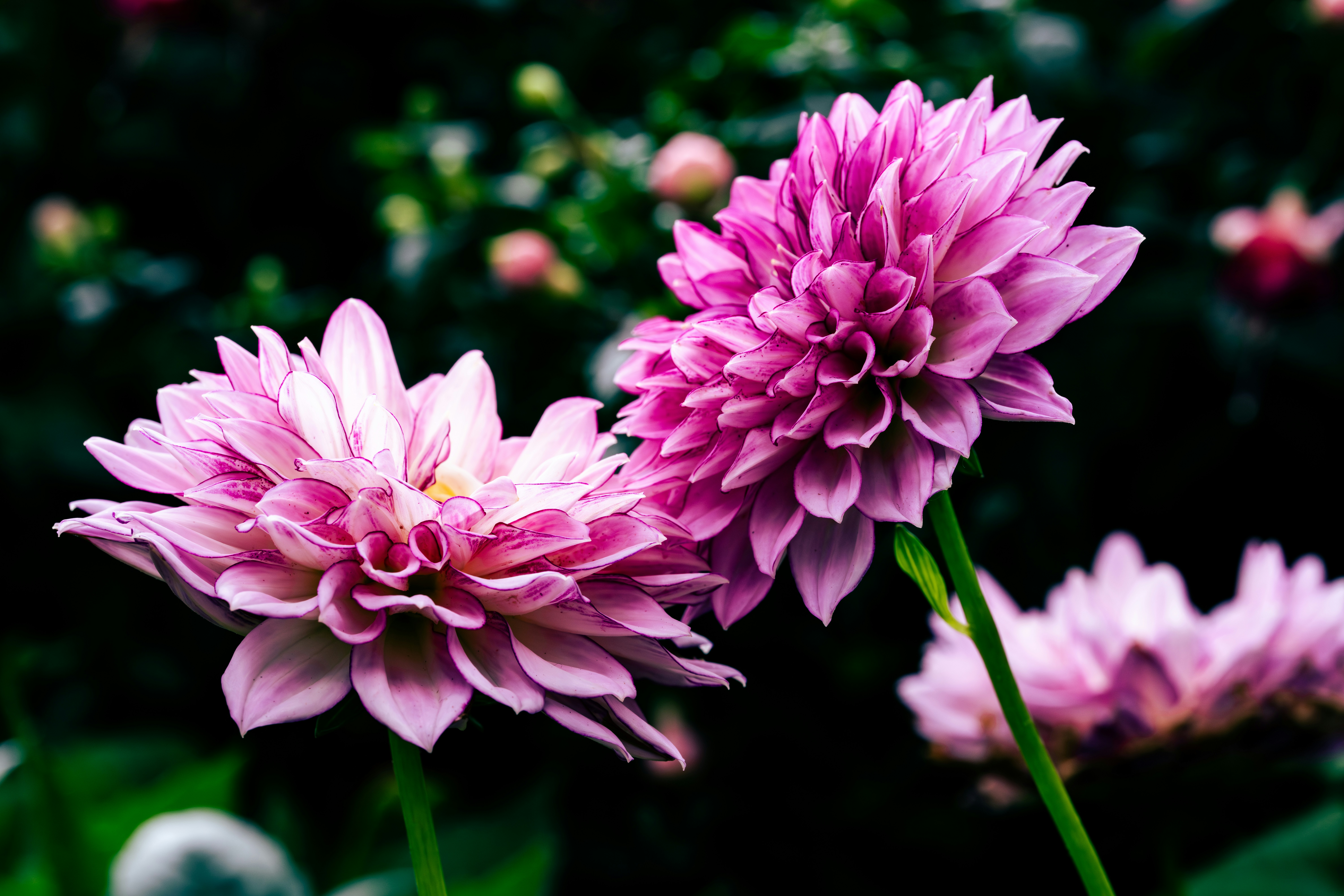 Petal Crown: Dual Dahlias in Sunset Garden