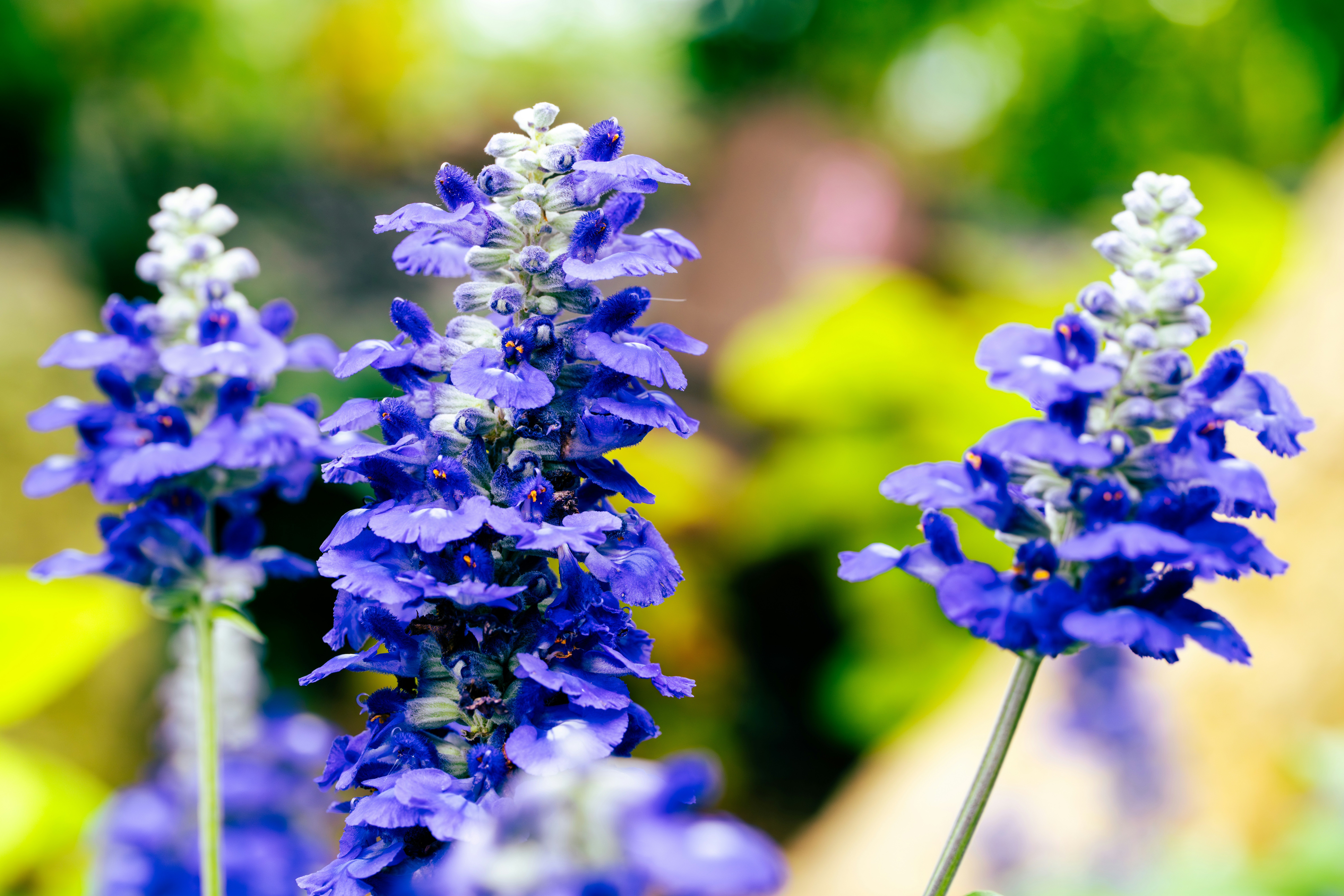 Midair Purple: Delicate Lavender Spires in a Sunny Bed