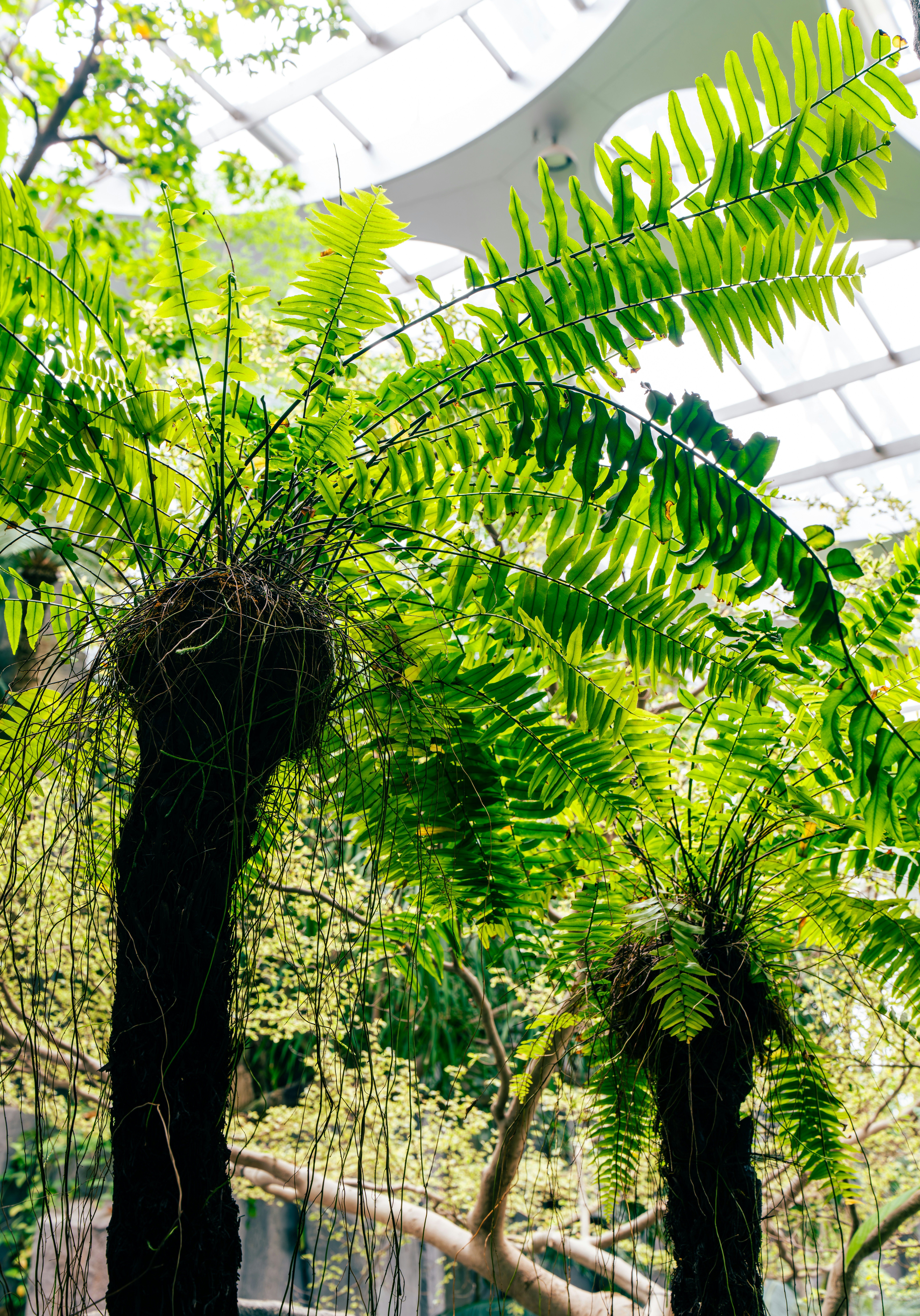 Green Arch in Glasshouse Canopy