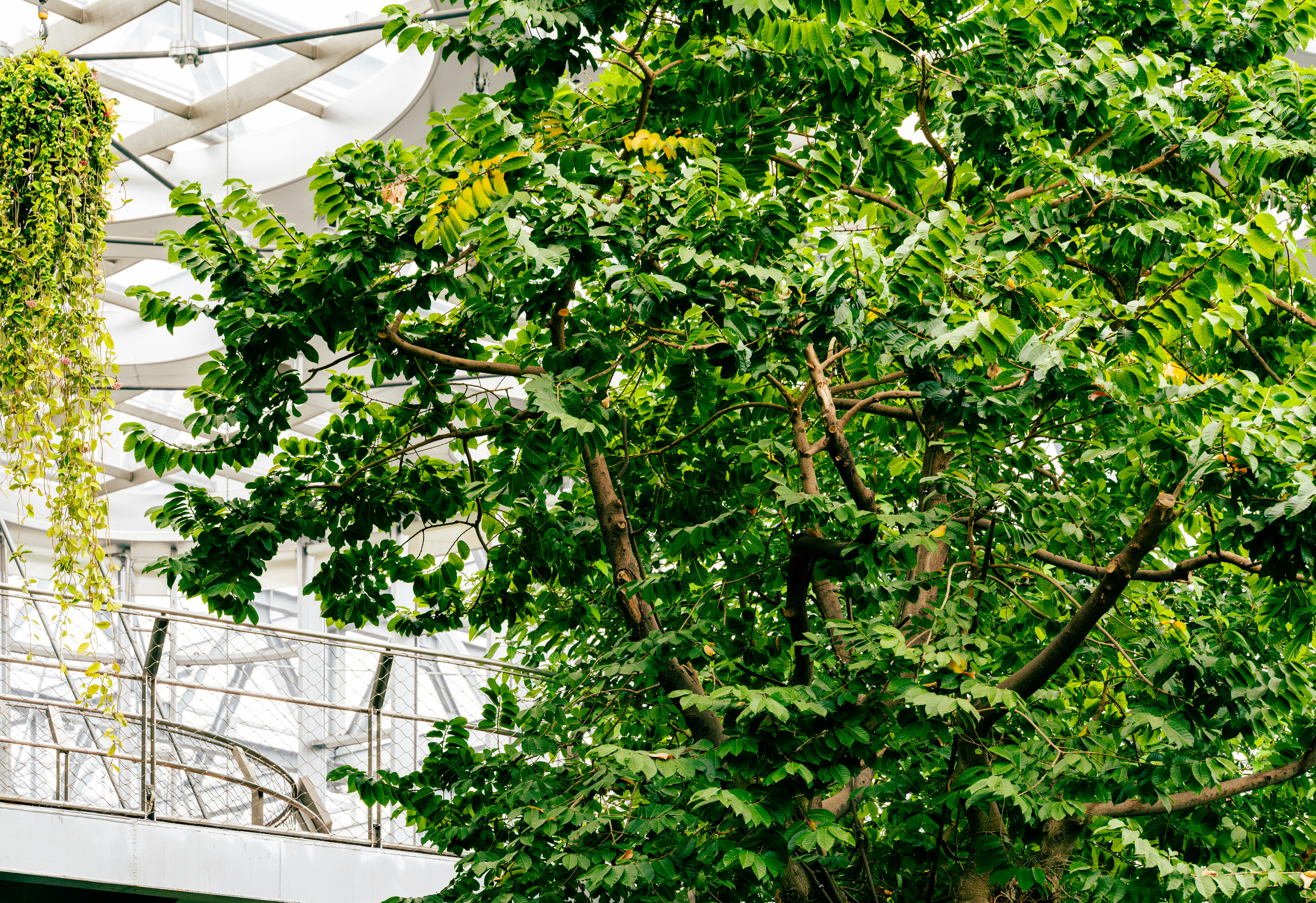 Lush canopy under a glass conservatory