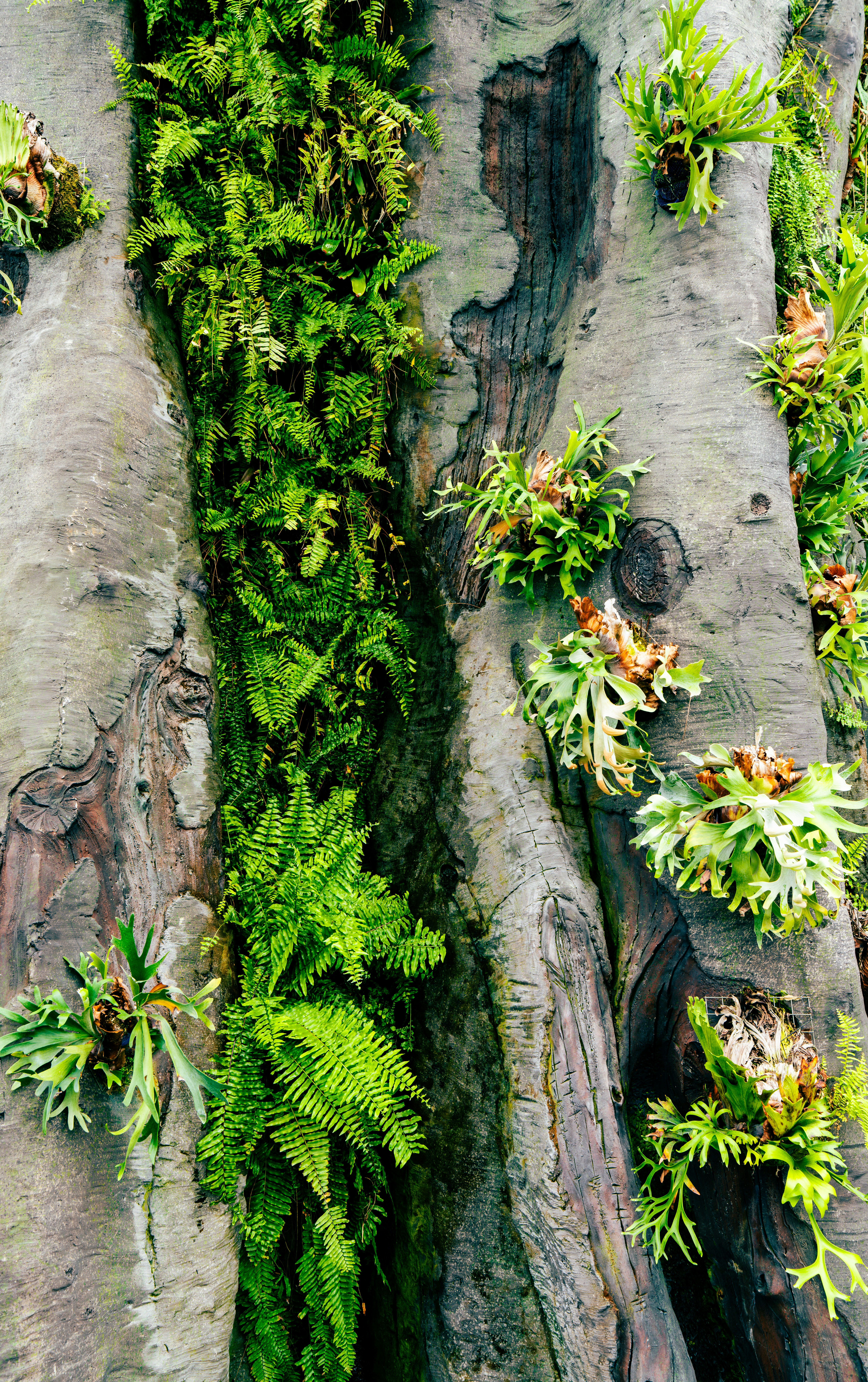 Moss and Fern Veins on Weathered Trunk