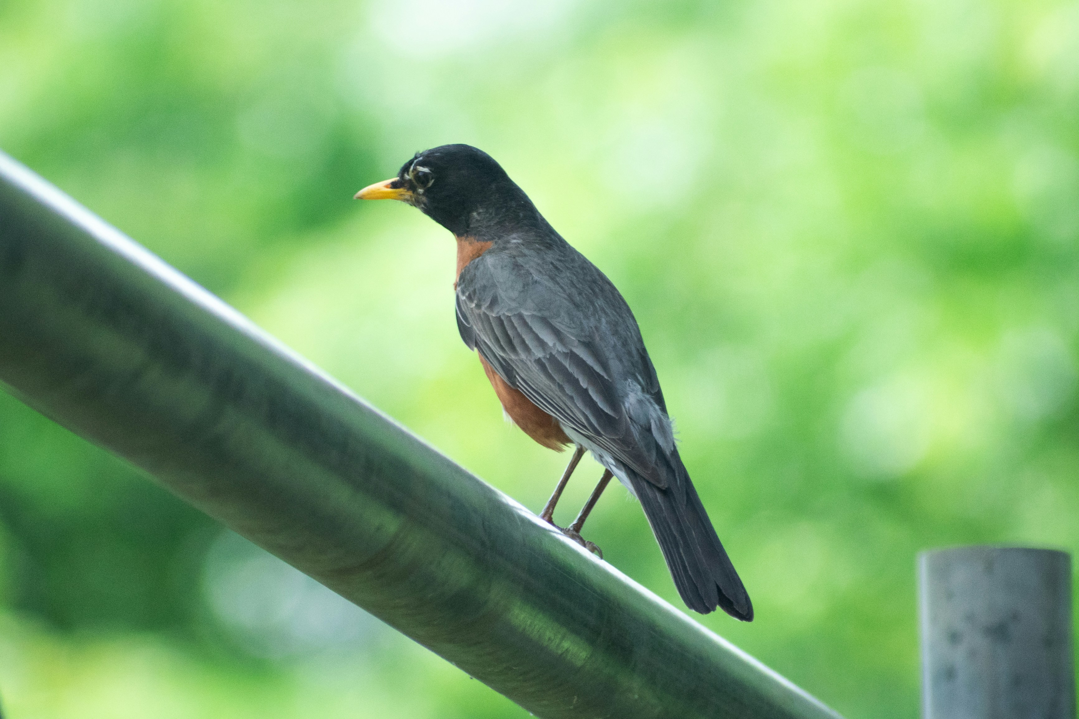 Robin on a Slanted Rail: A Quiet Moment in Green Light
