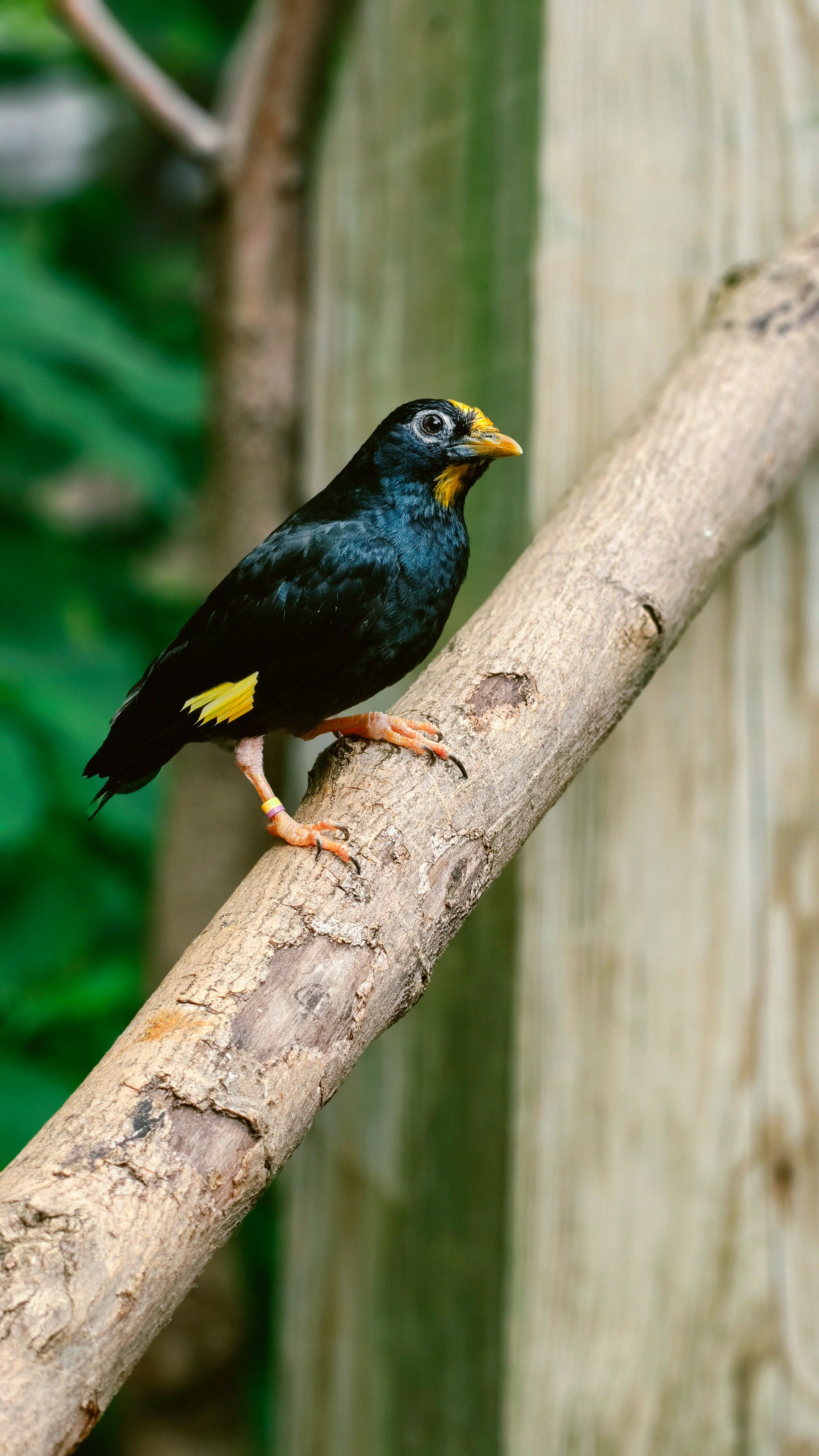 Blue-black Robin on Sunlit Branches