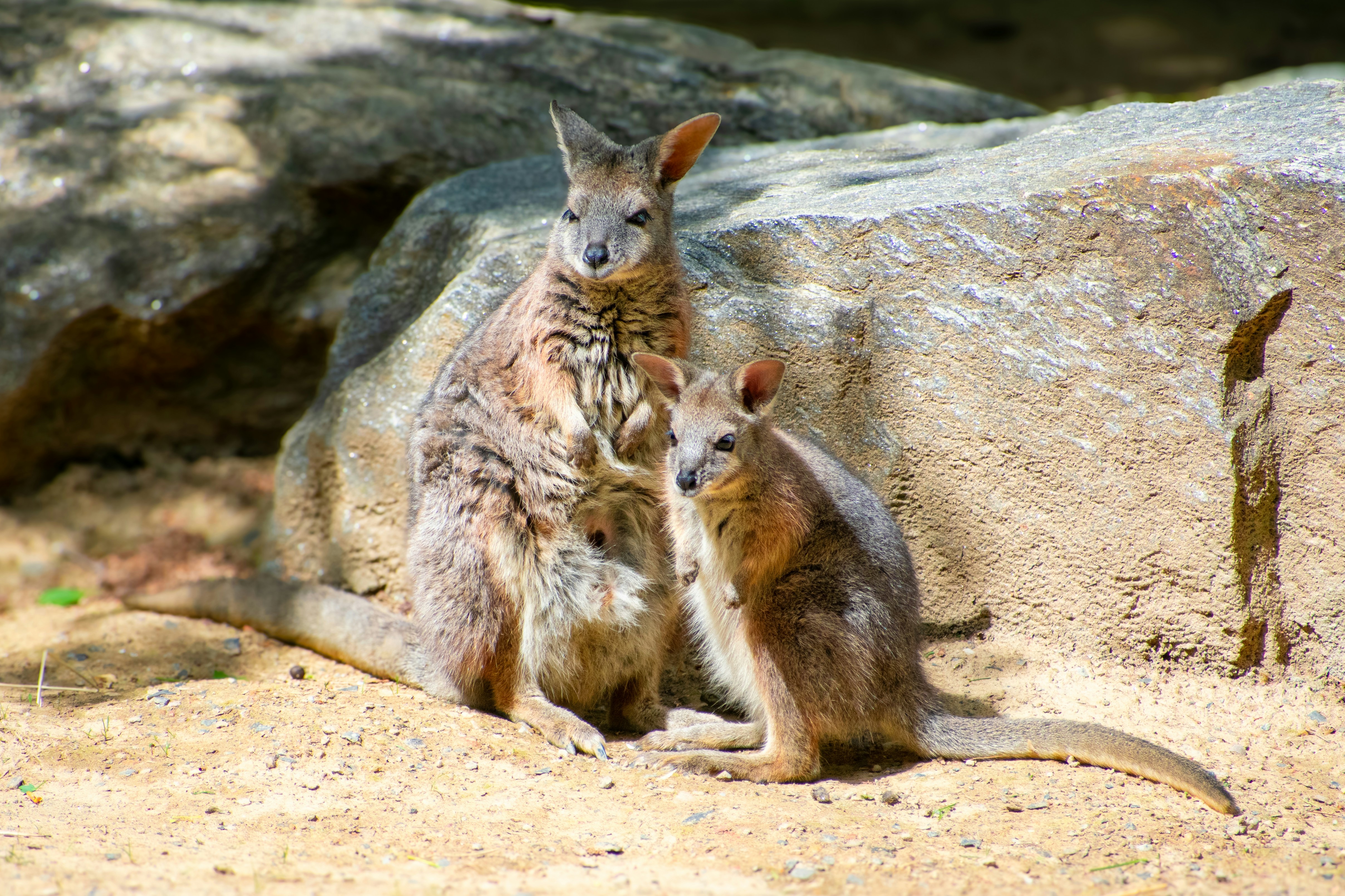 Cozy duo of wallabies sharing a sunlit ledge