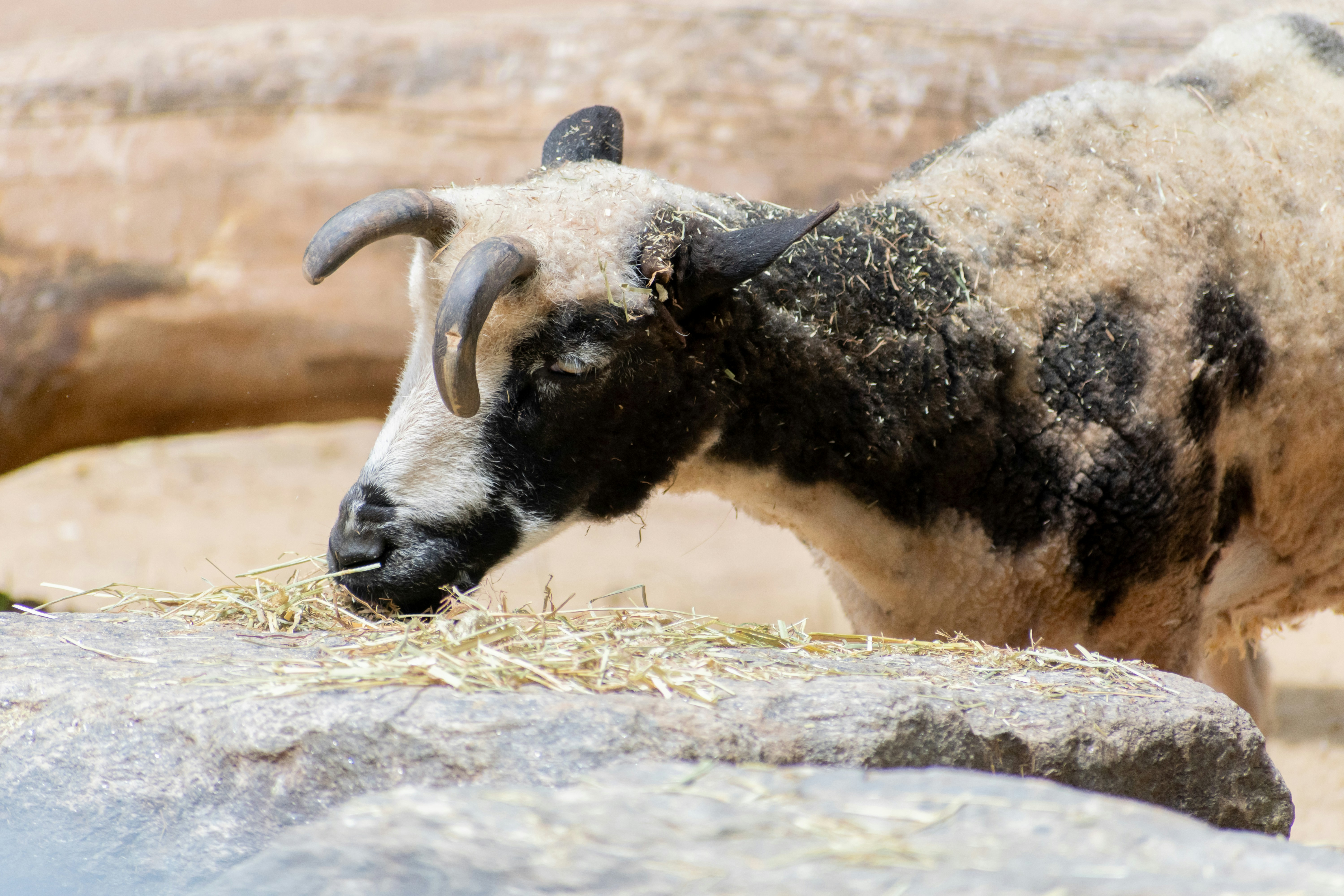Close-Up of a Grazing Sheep: Horned Head Peeking Over Stone