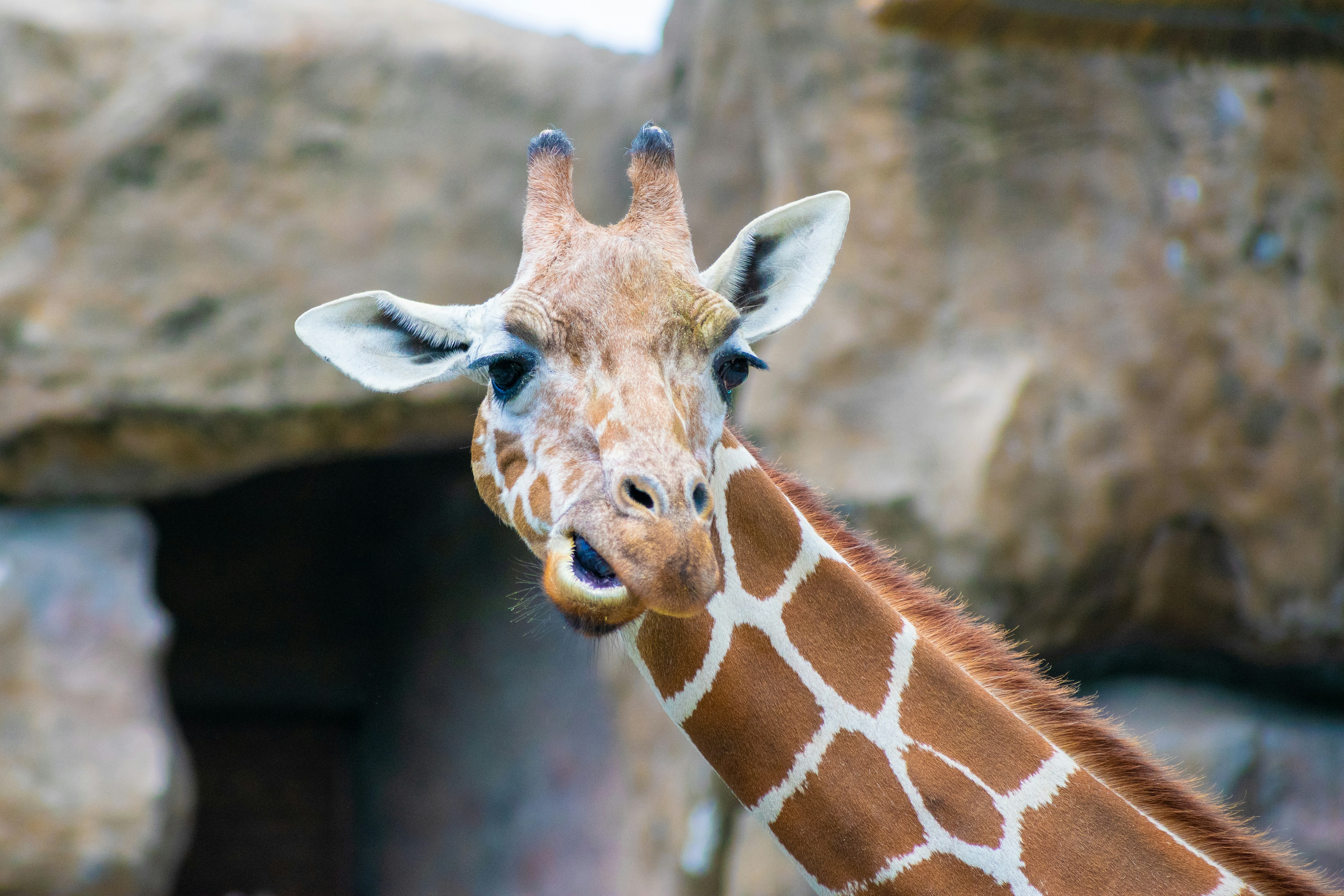Curious Giraffe Peering into the Frame