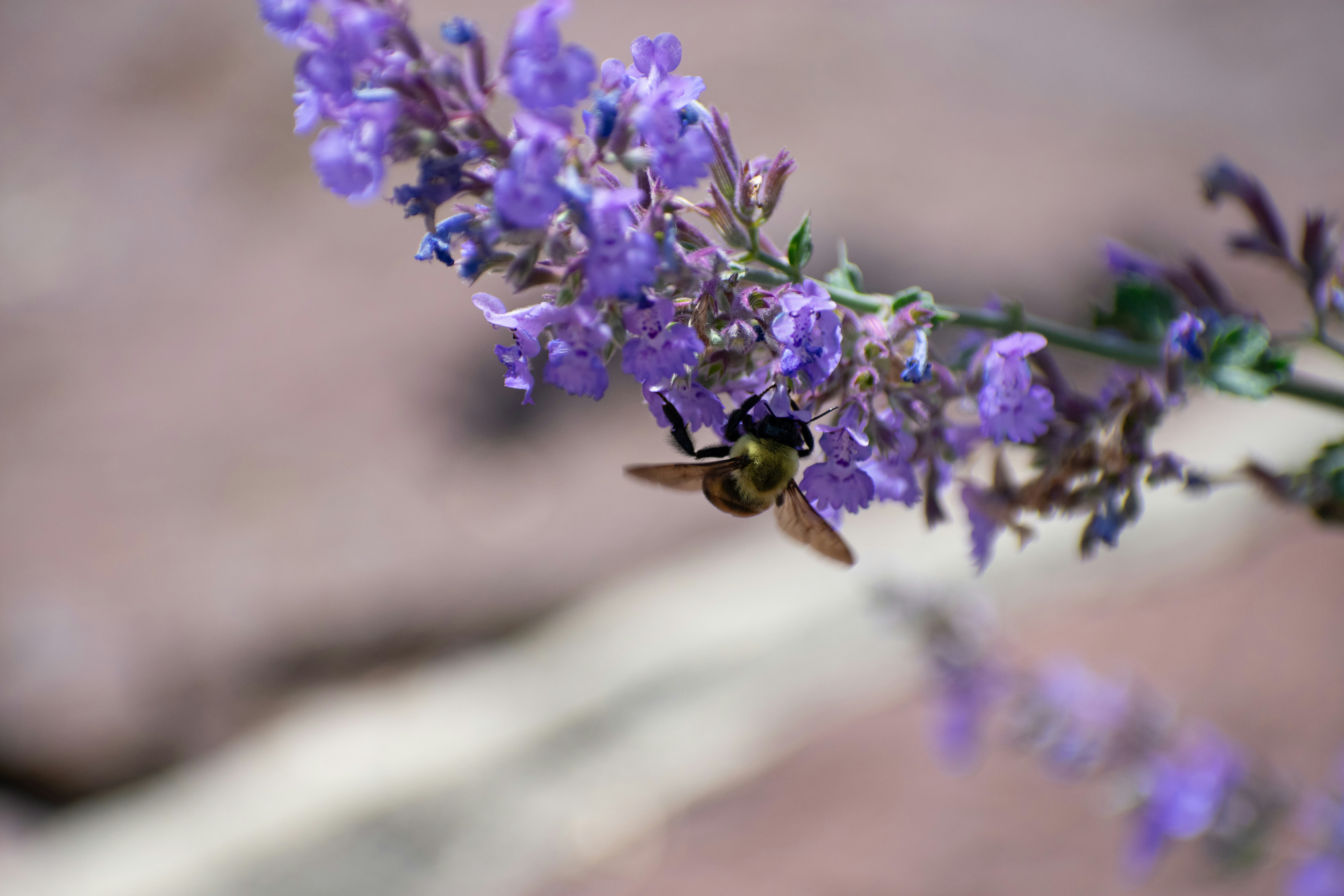 Buzz on Lavender: A Bee’s Quiet Harvest on Violet Spikes