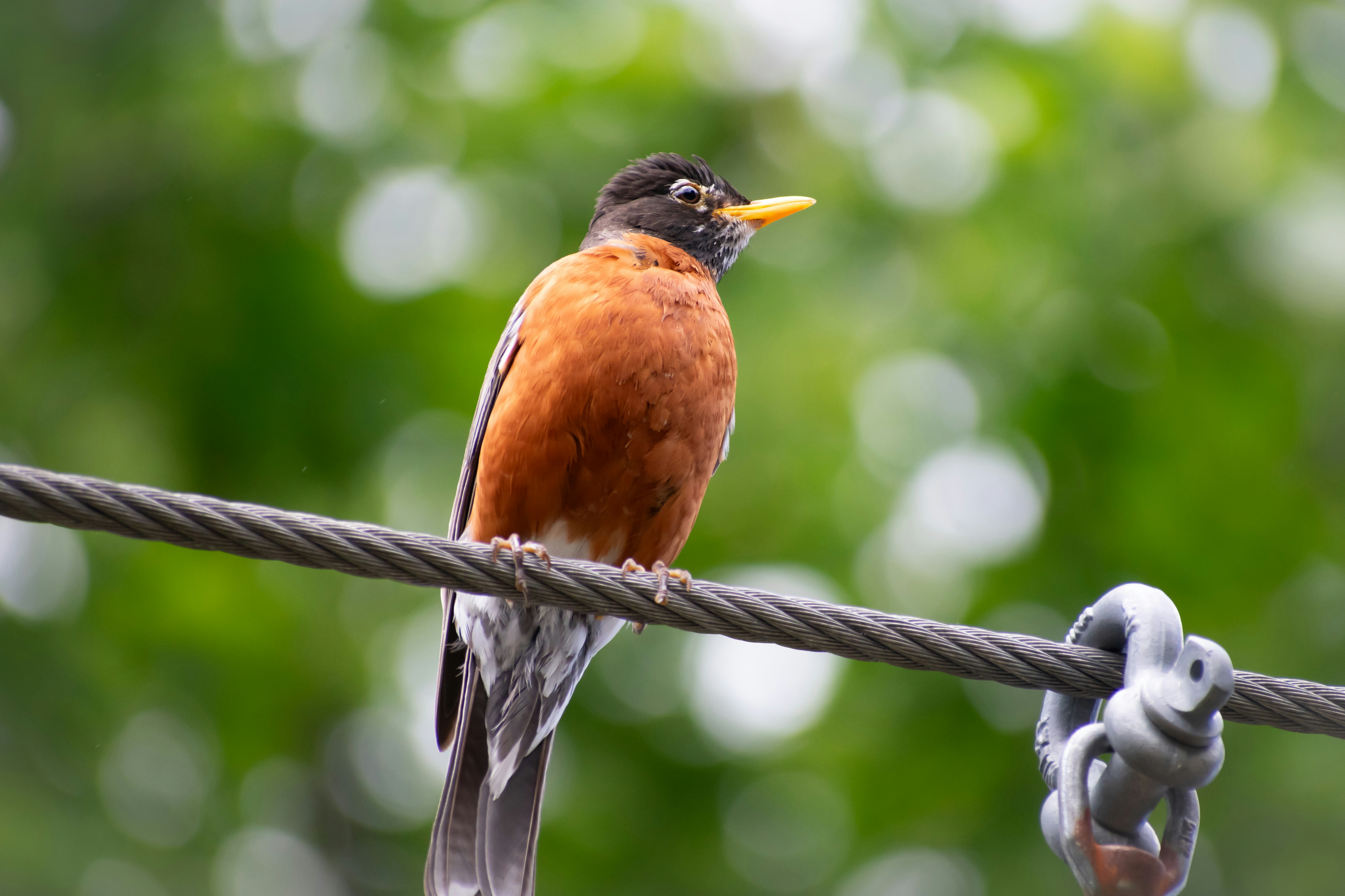 Rust-orange Robin perches on twisted wire against a verdant blur
