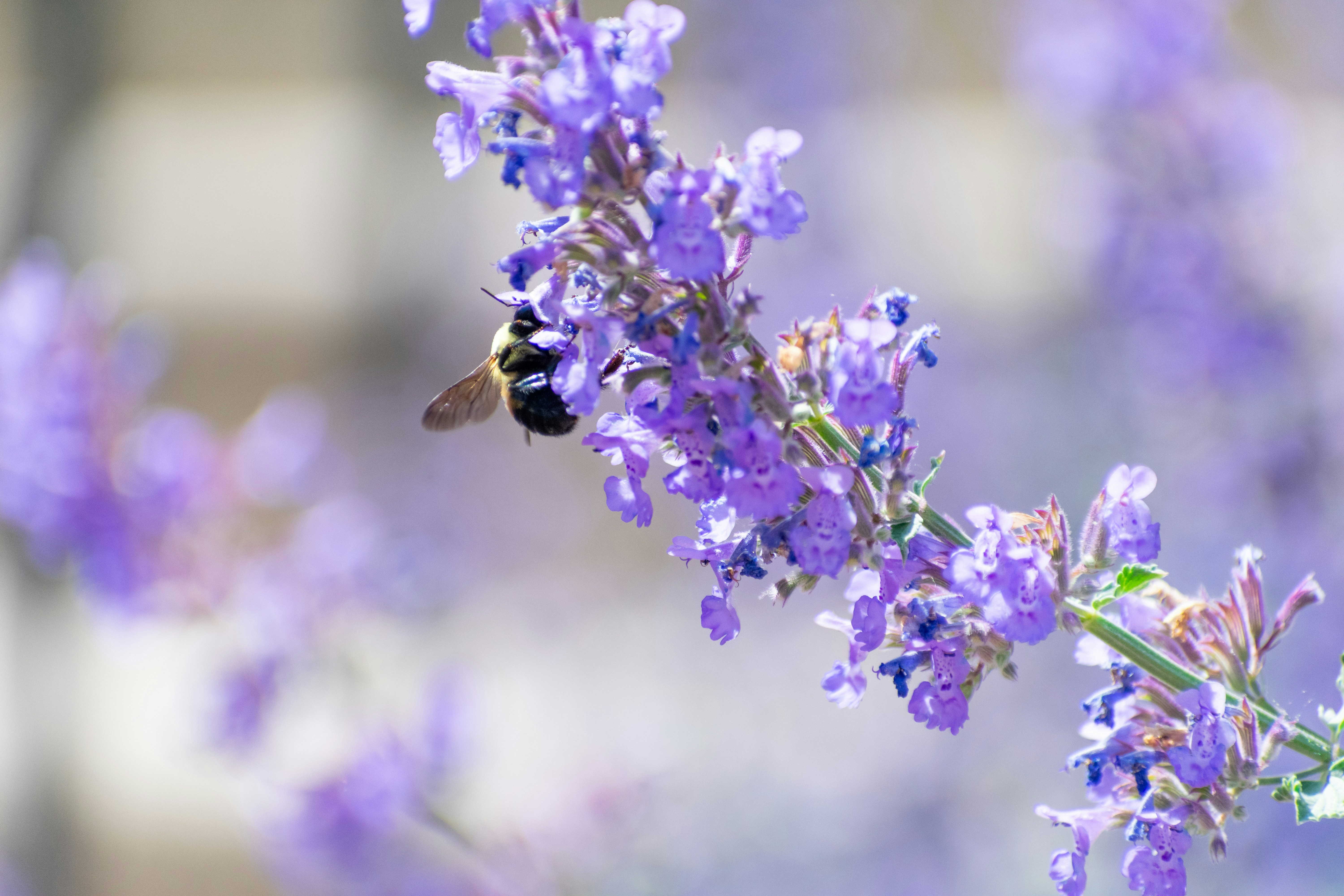 Hovering Honeybee on Lavender Spike