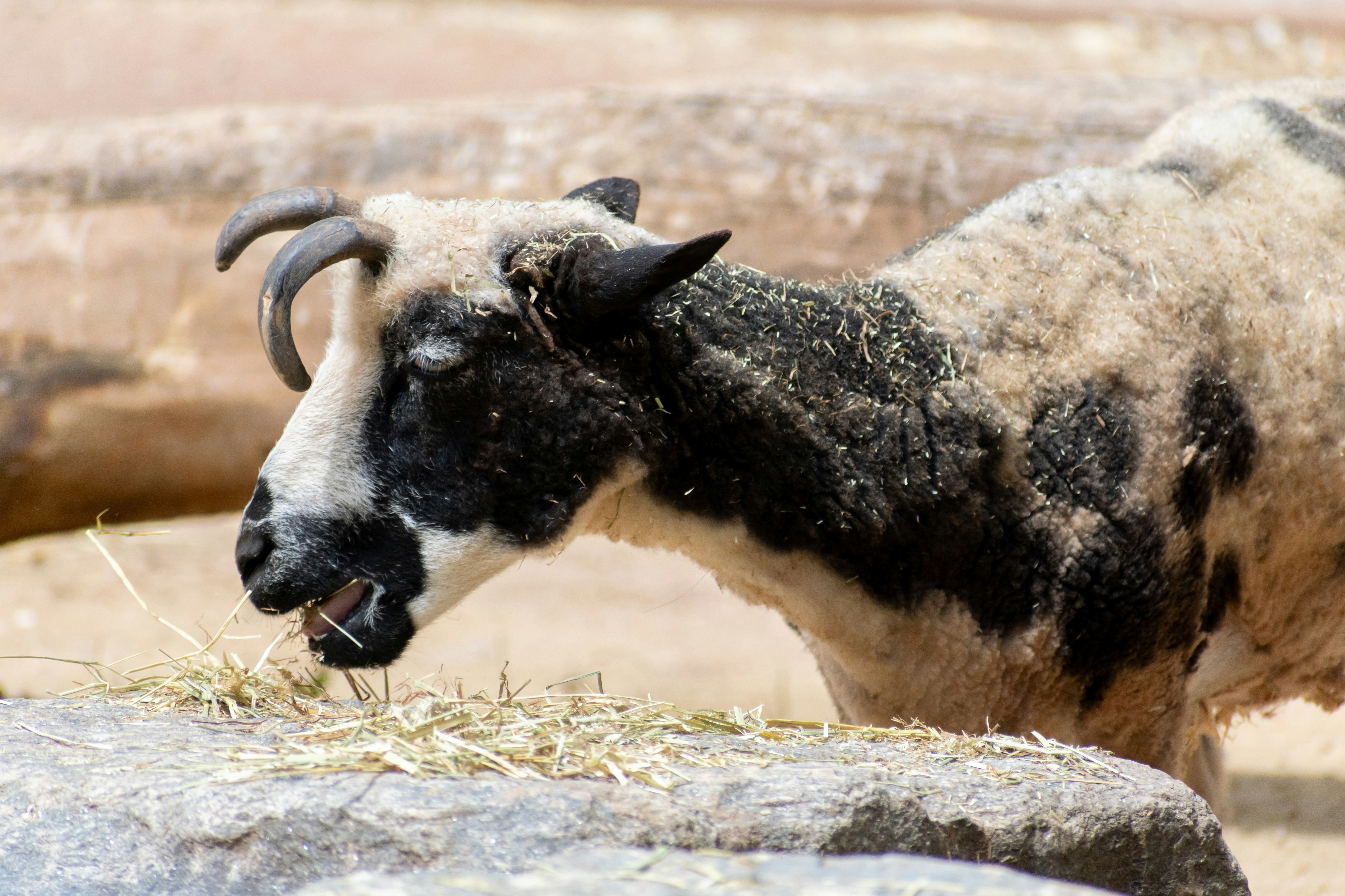 Herder’s Watch: A Grazing Ox Under Soft Light