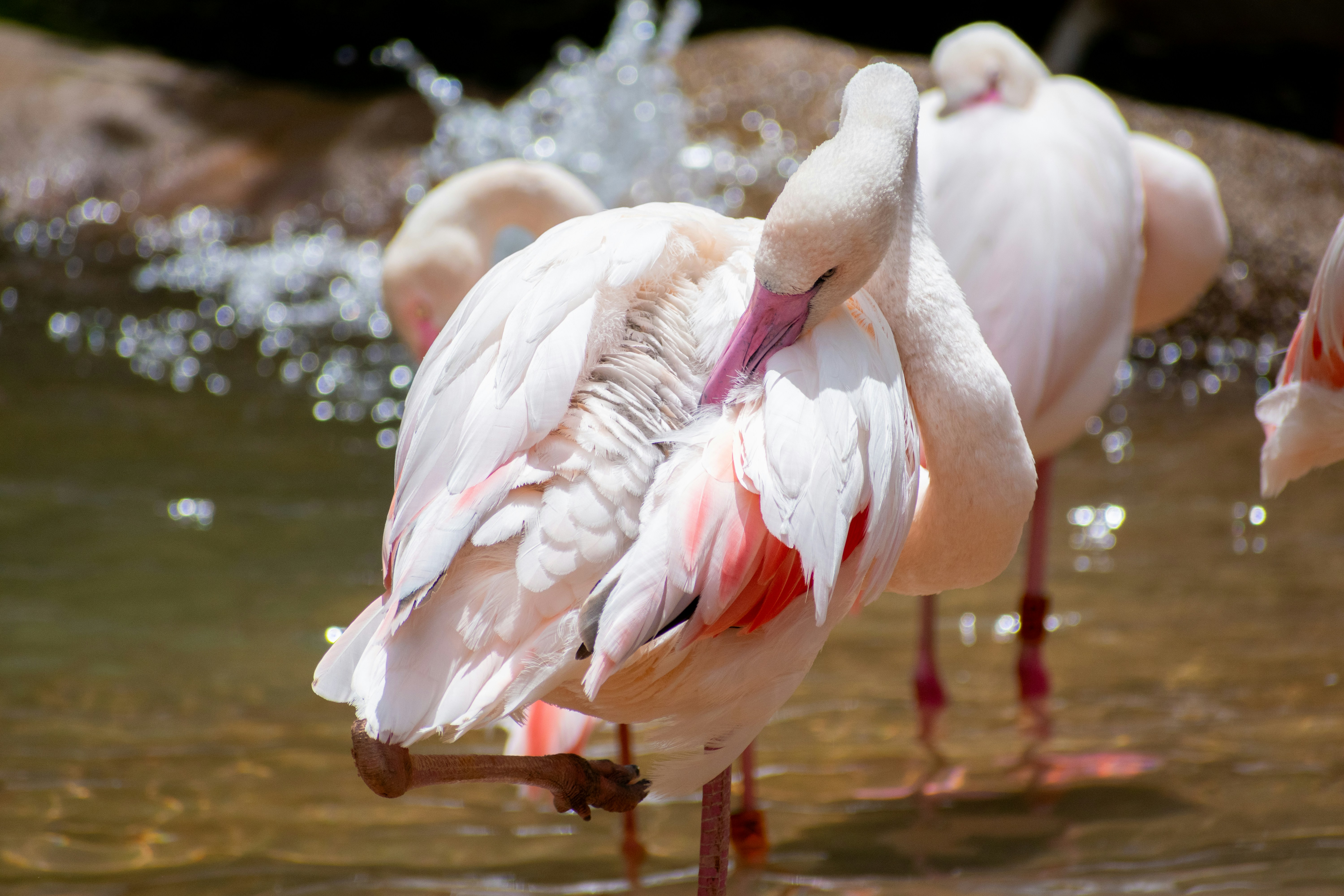 Flamingo in Soft Focus by the River