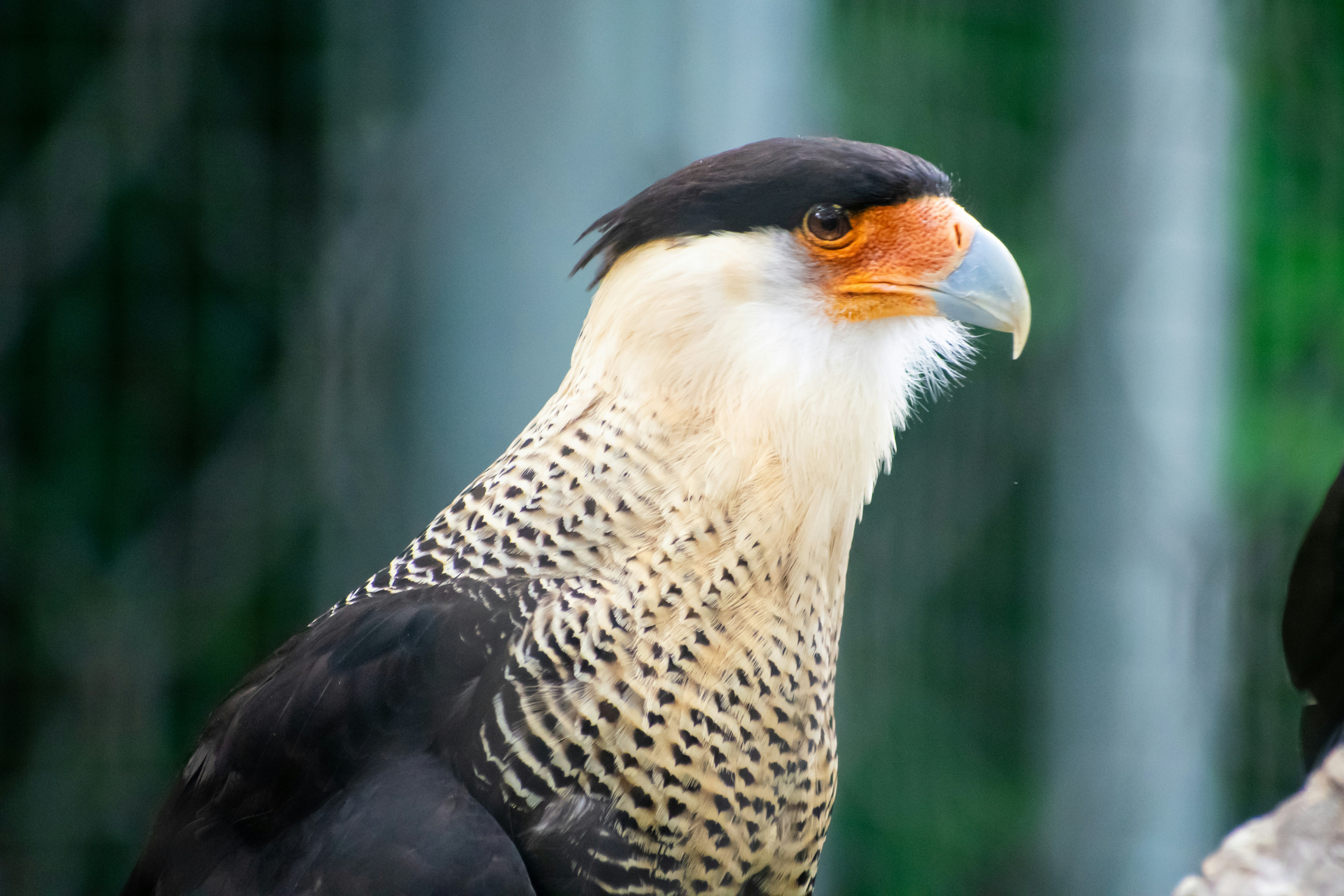 Sharp-eyed Peregrine Portrait with Ruffled Feathers