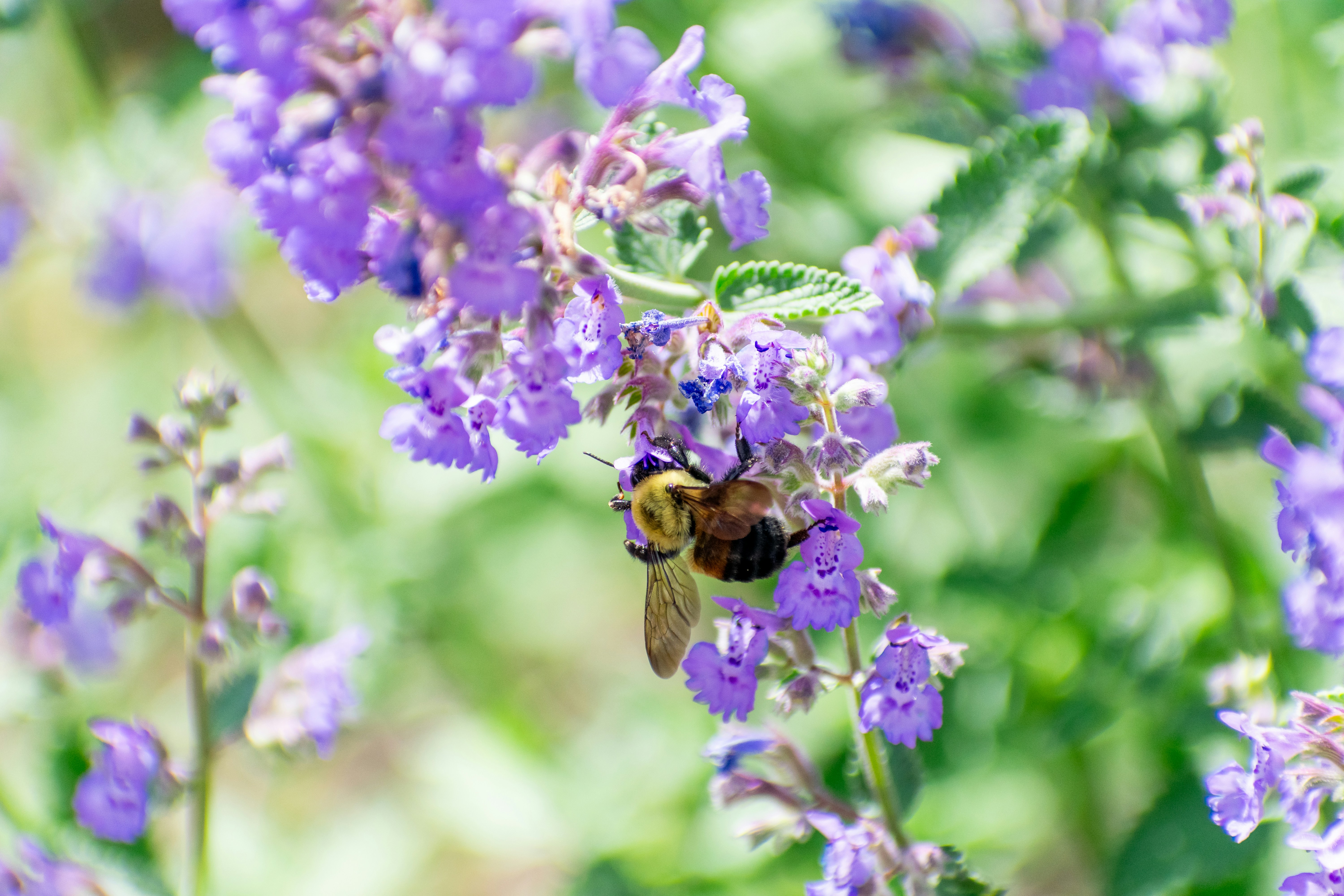 Bee on purple lavender: a sunlit floral moment