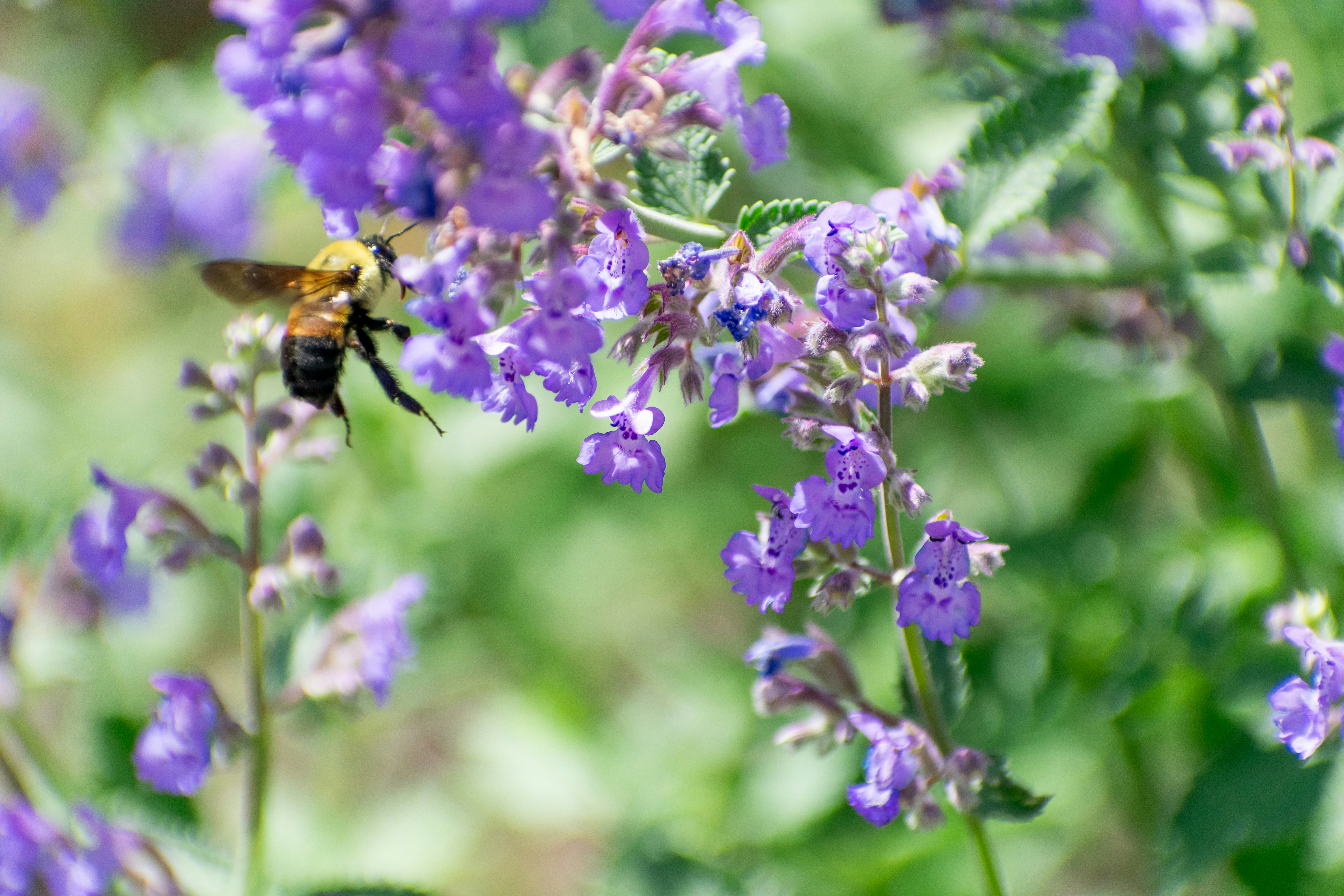 Bee on Lavender: A moment of nectar amid violet blooms