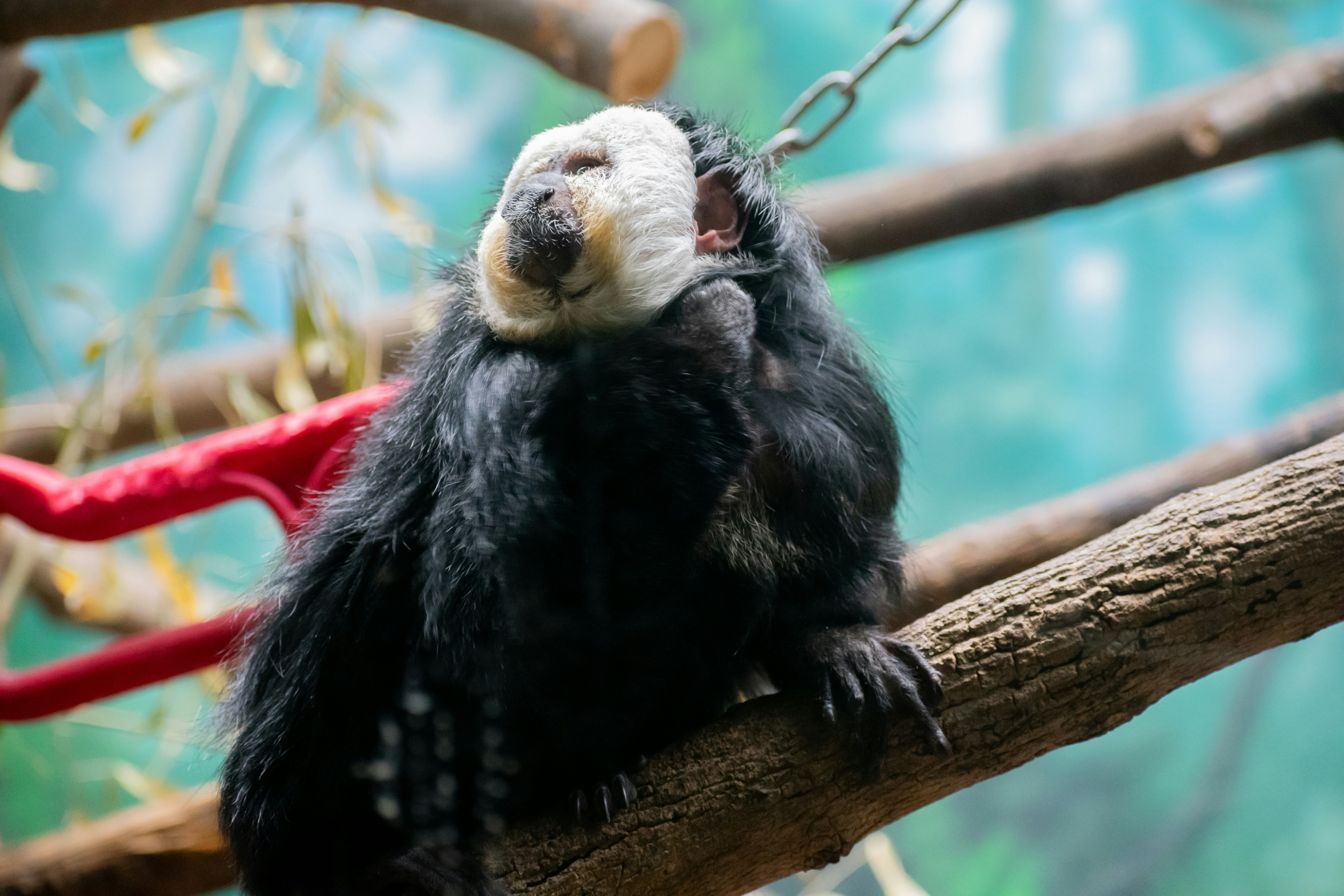 Monk on a Branch: A Gentle Gaze in Quiet Enclosure