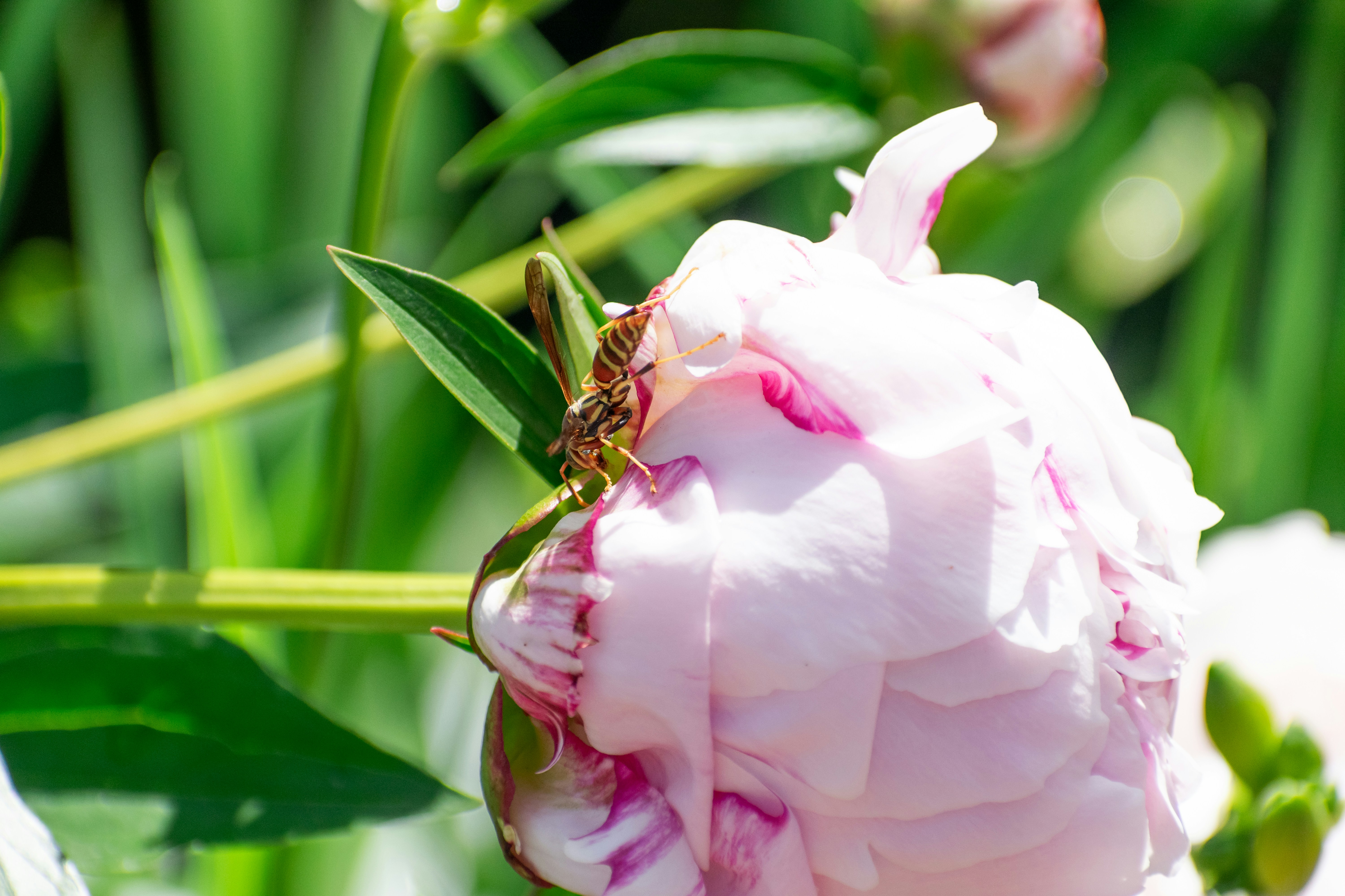 Petal In Focus: A Honeybee Delicately Navigates a Pink Peony