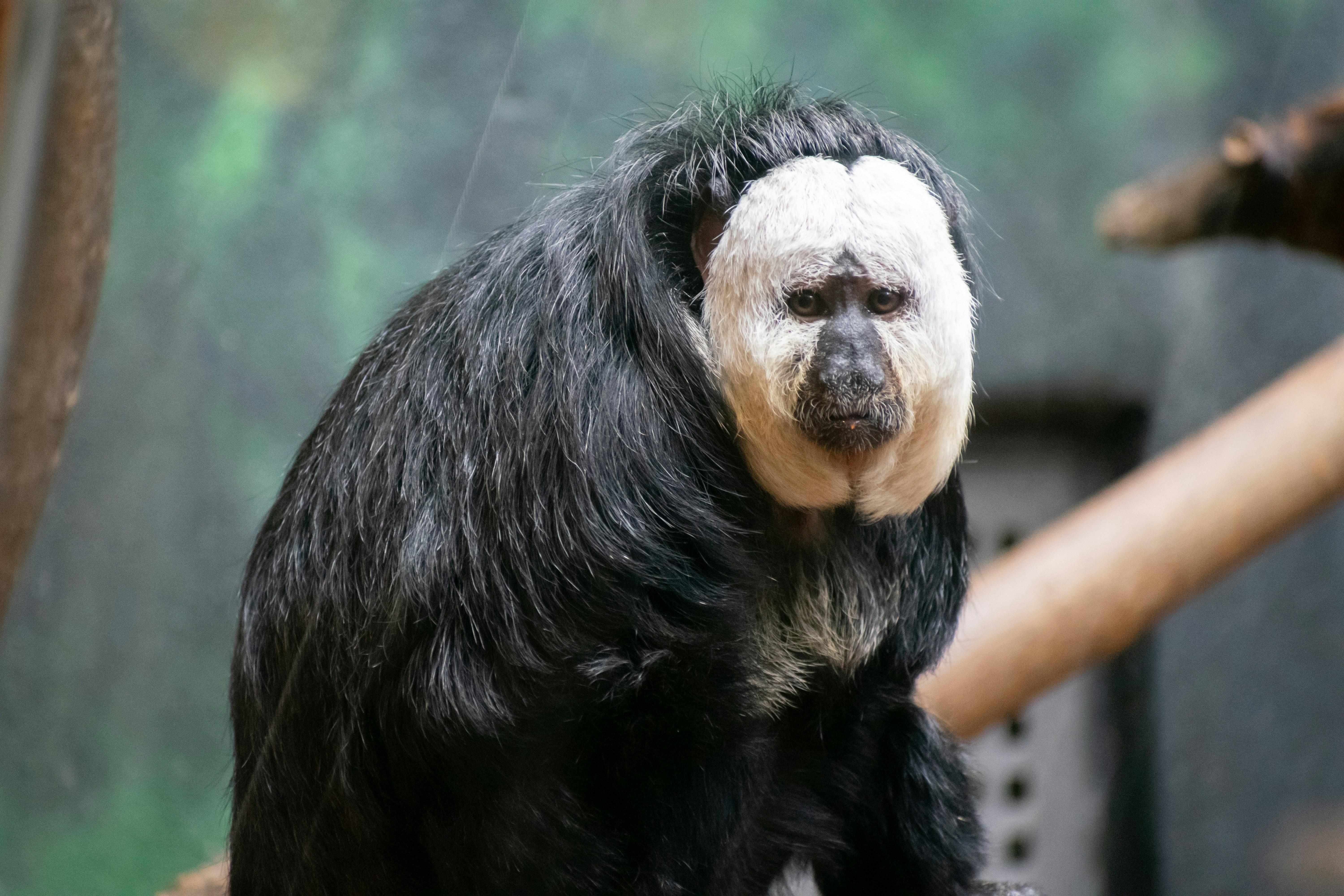Face of the Forest: White-cheeked Howler in Quiet Gloom