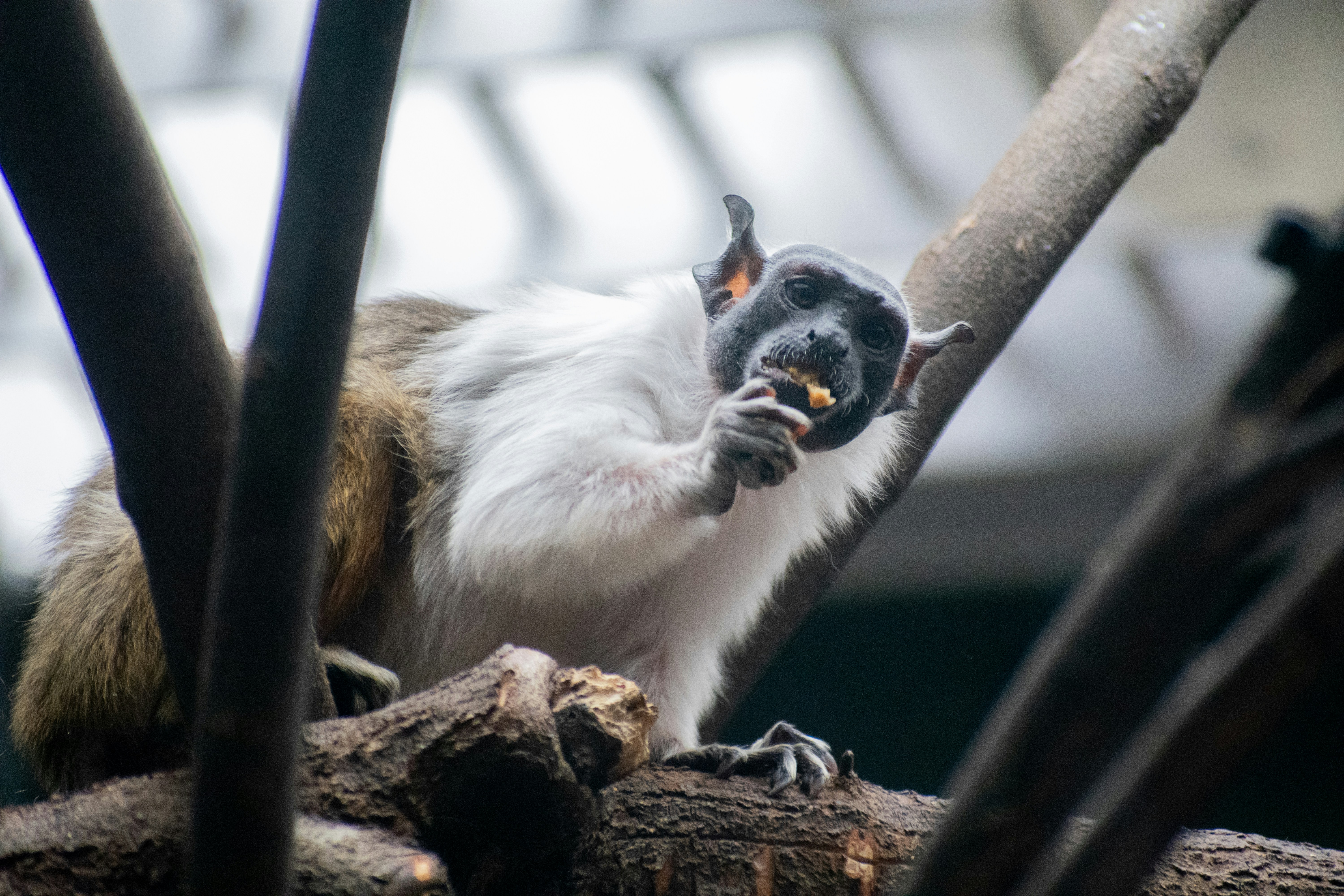 Curious Marmoset on a Log: A Bite-Sized Moment of Play