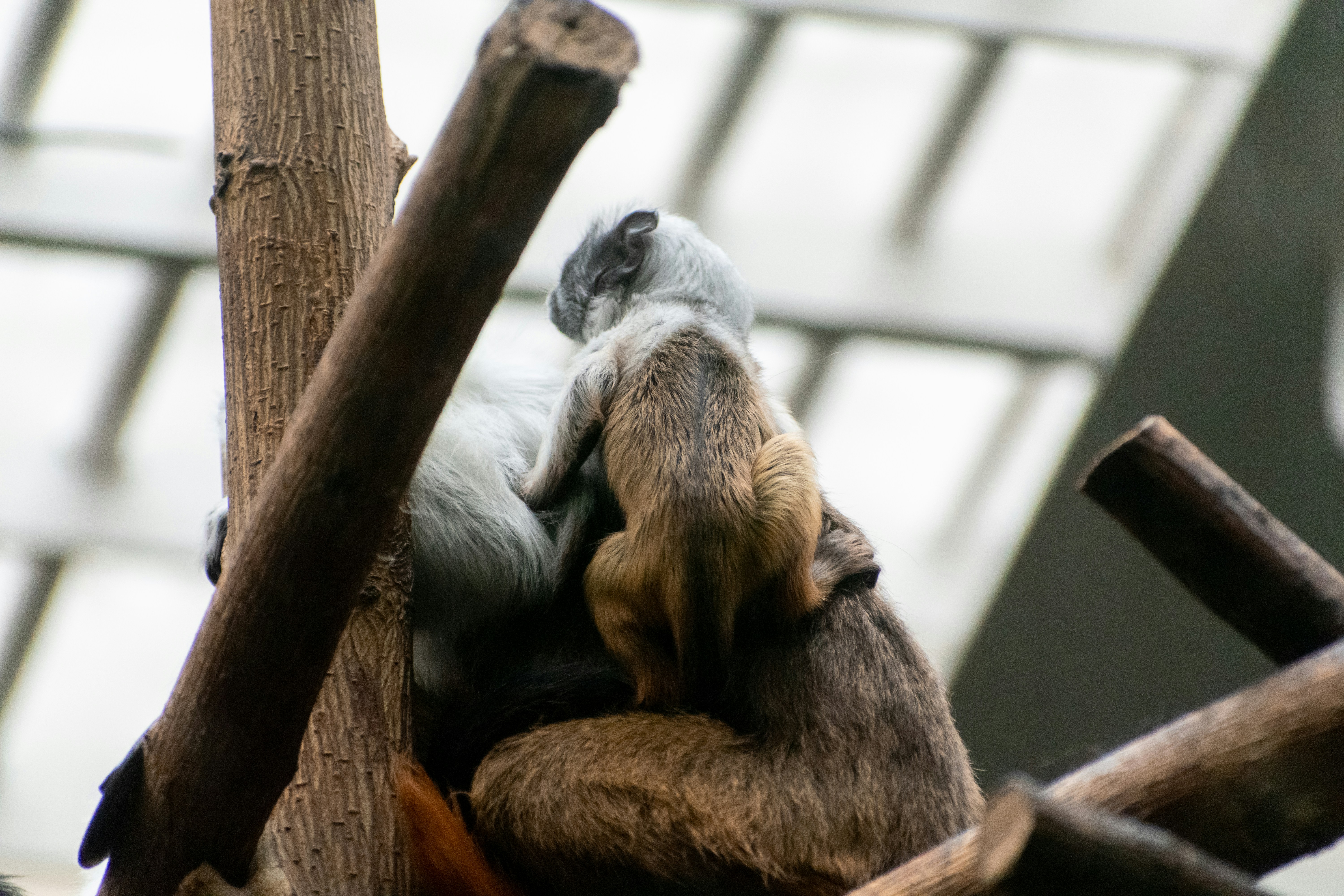 A Quiet Moment in the Enclosure: Intertwined Heads Beneath Tree Branches