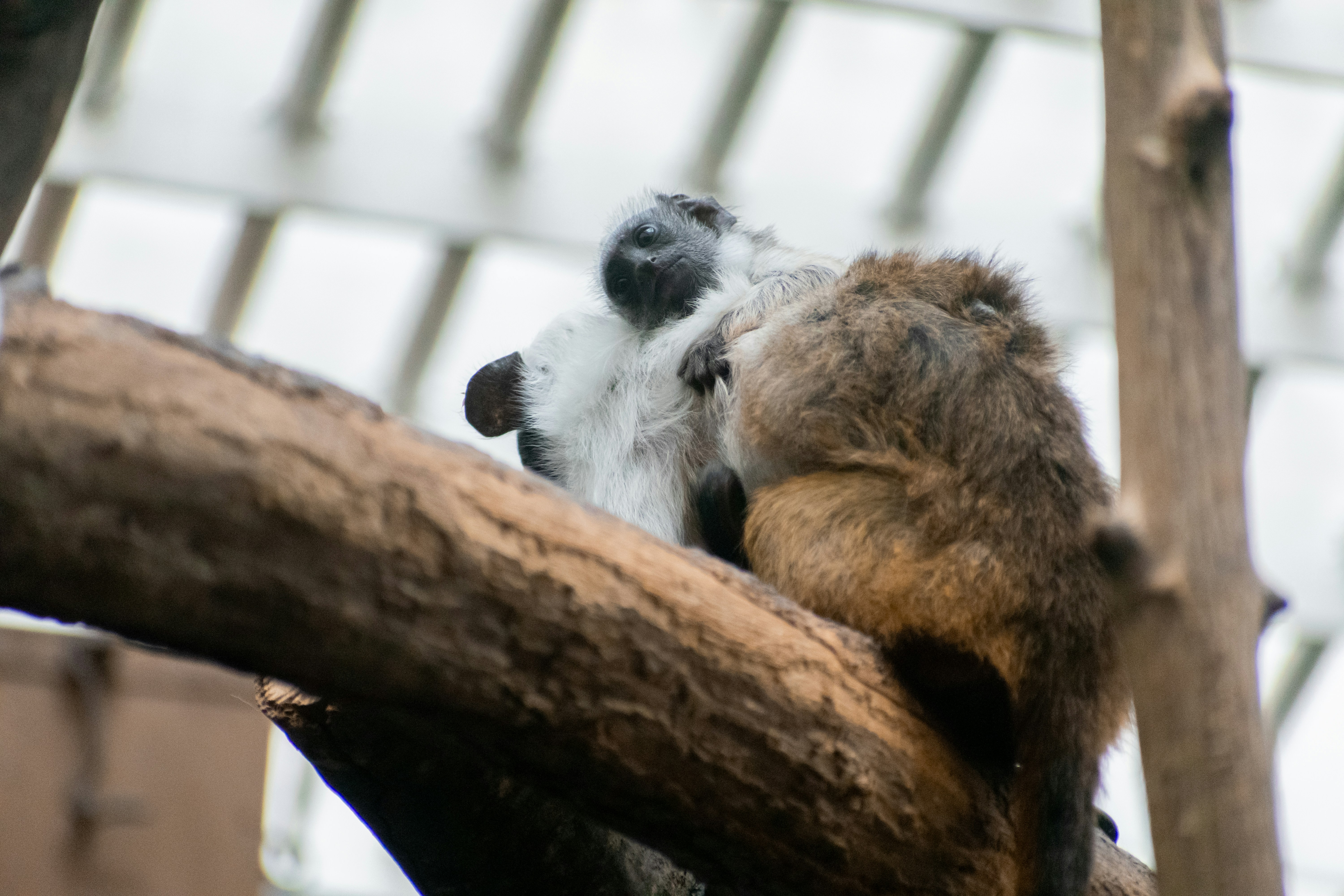 Curled in Quiet Trust: A Lemur Resting on Weathered Branches