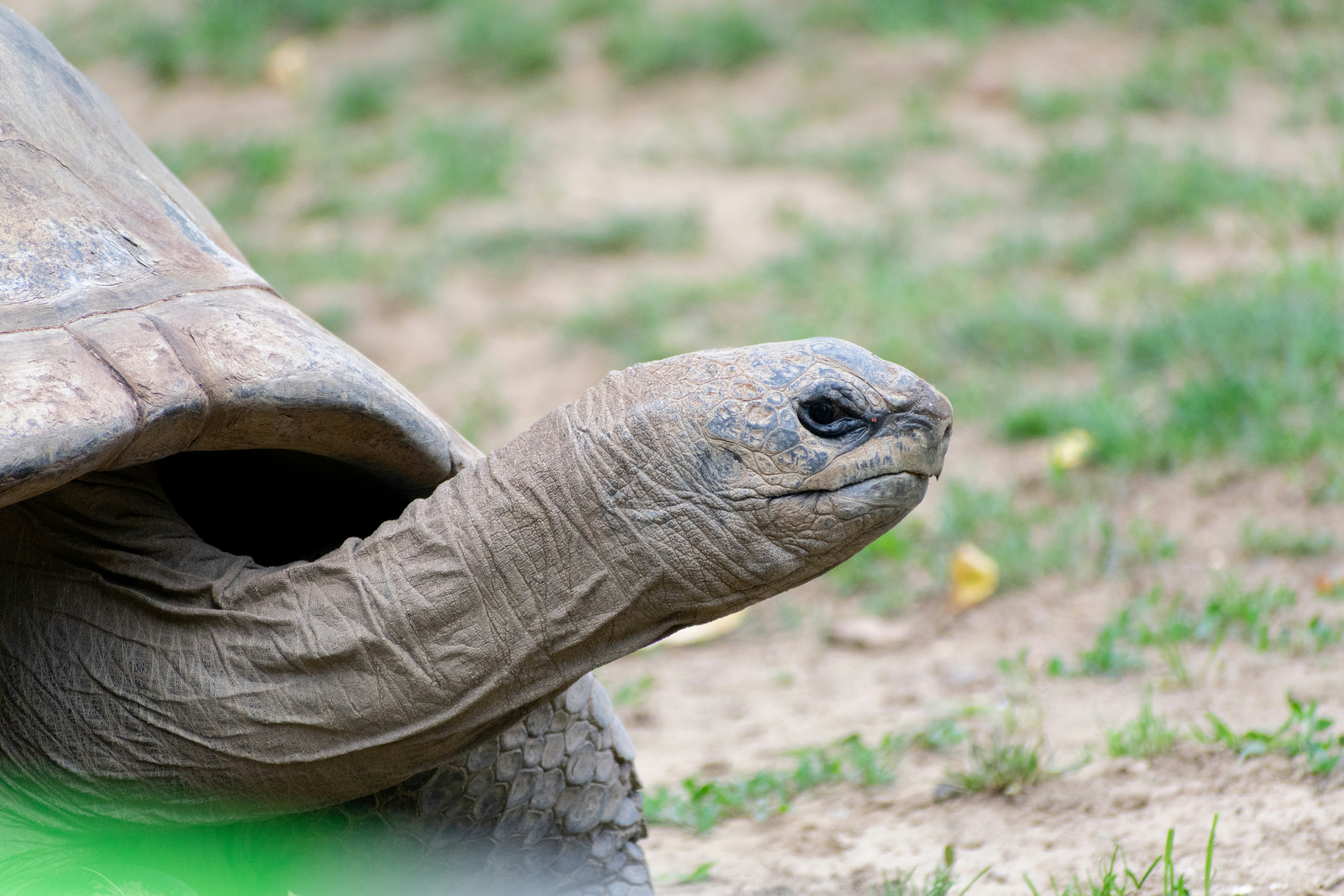 Close-Up of a Tortoise's Calm Gaze at Ground Level
