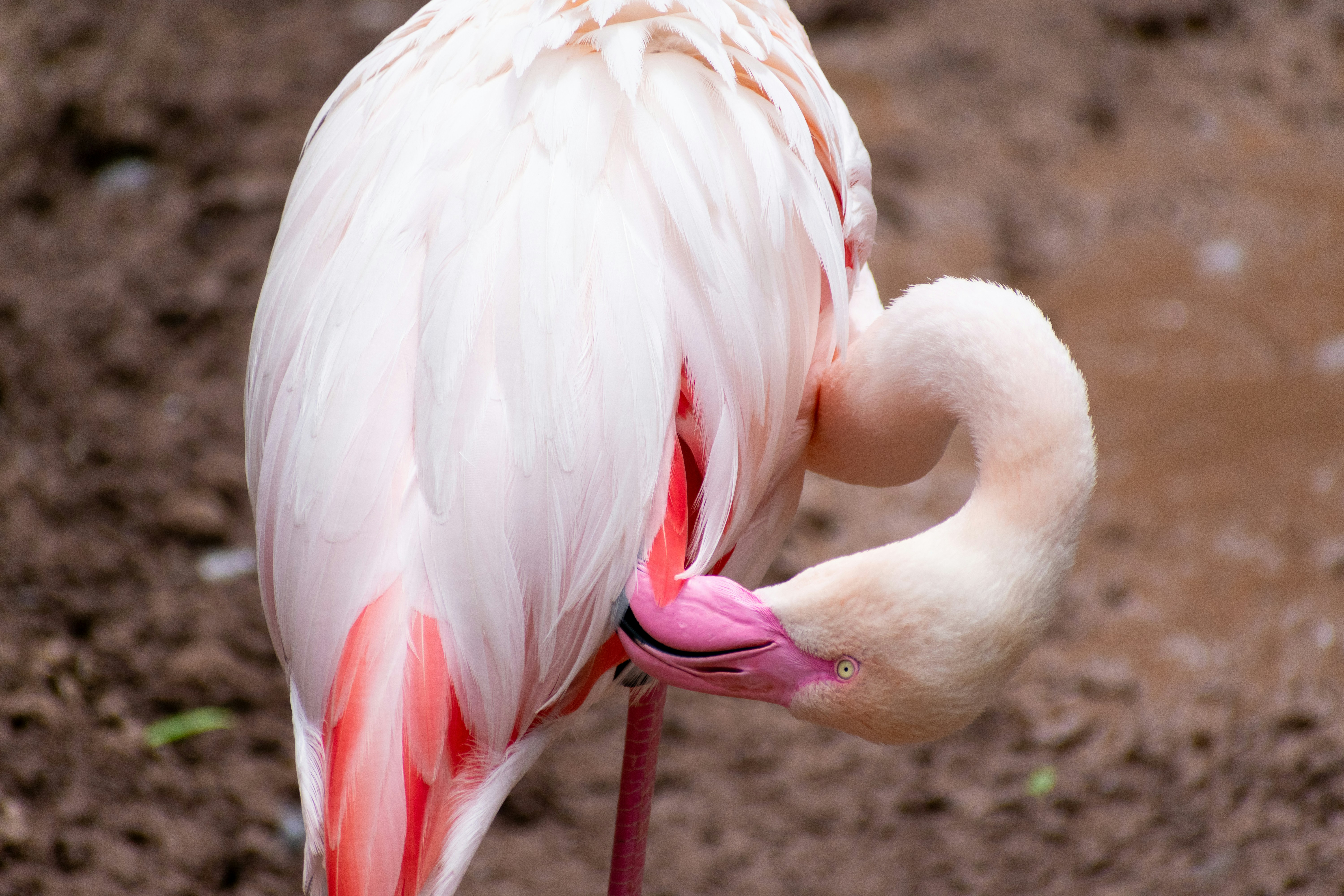Flamingo's Gentle Arch: A Close-Up on Neck and Beak