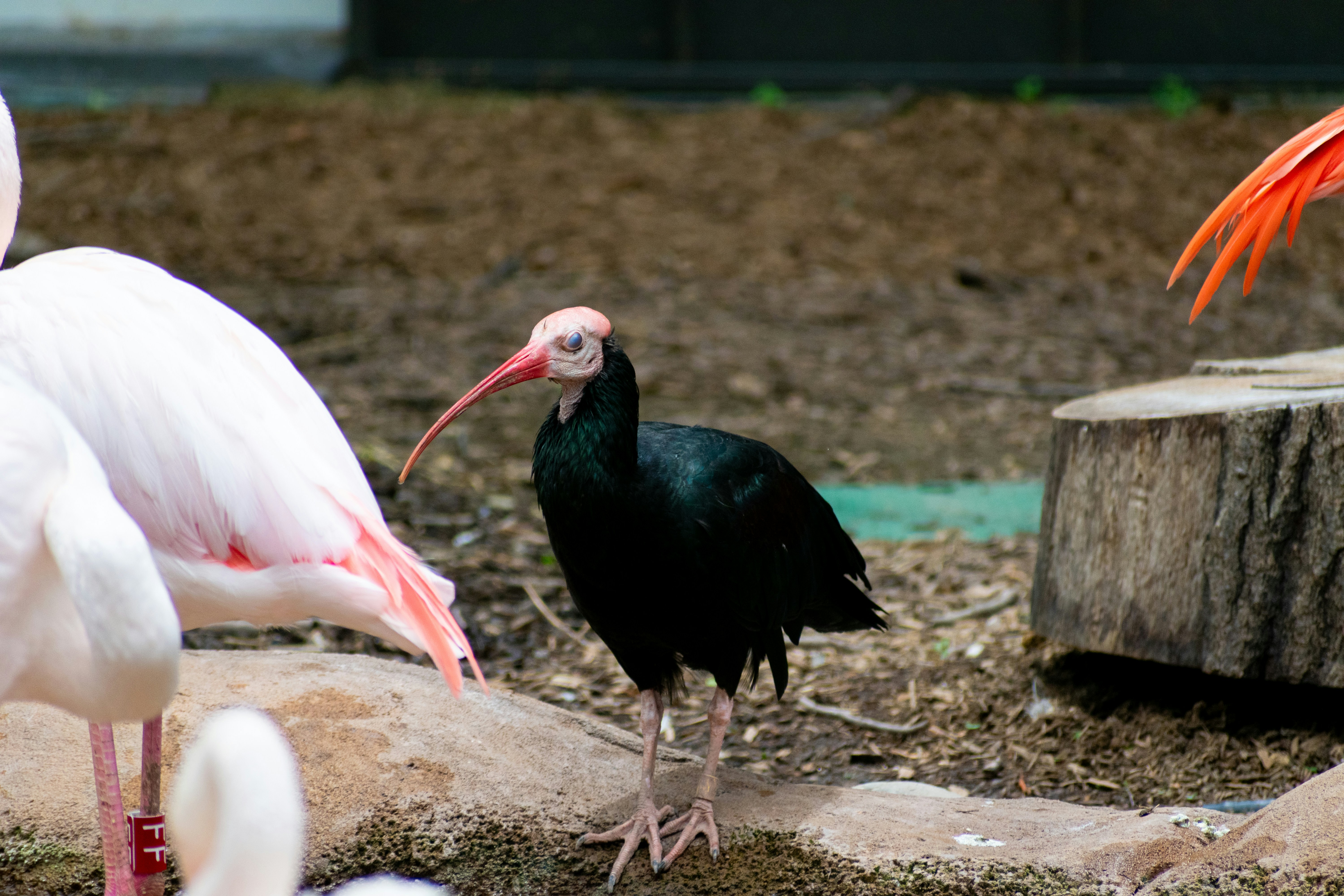 Striding ibises: a black ibis among white companions