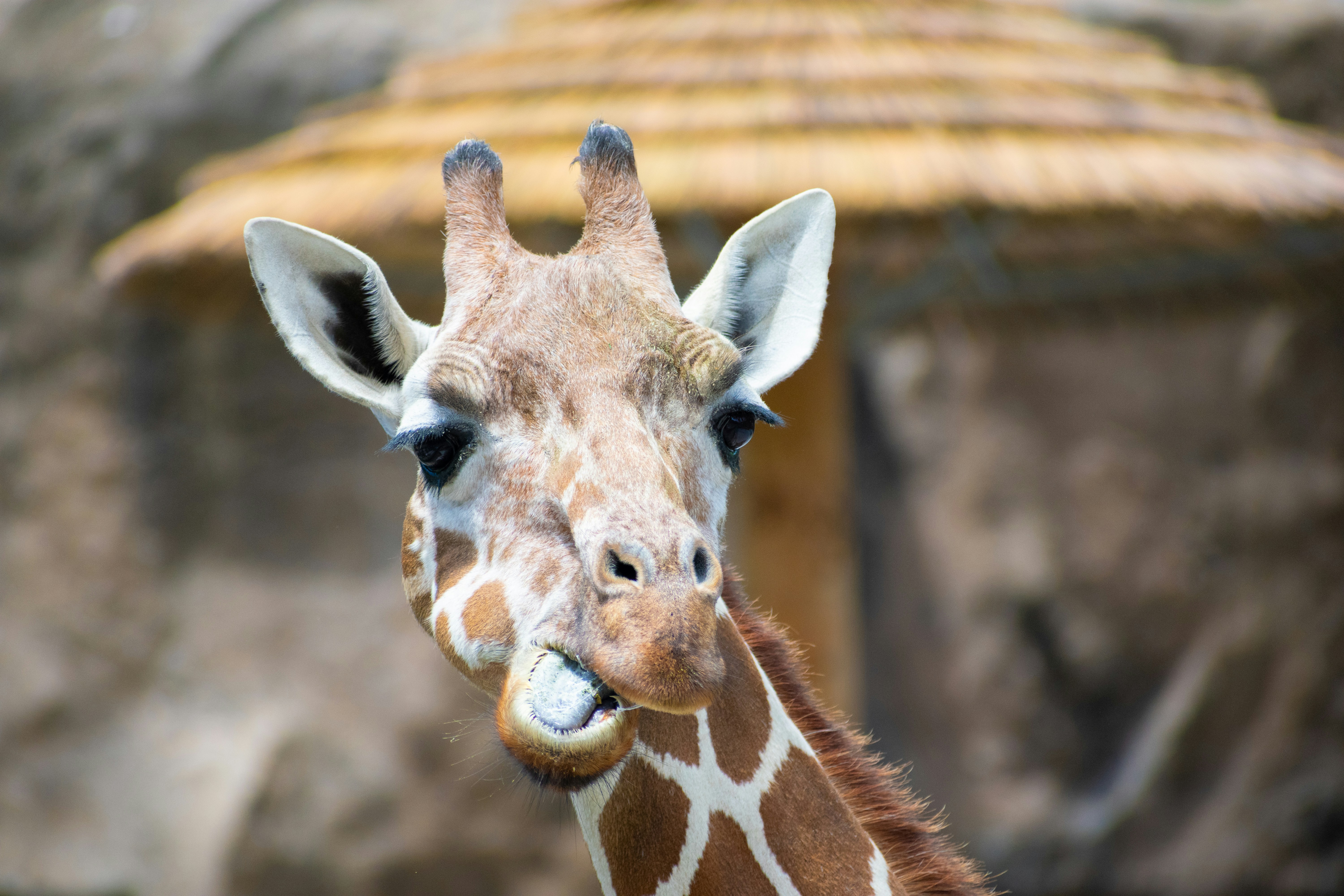 Giraffe Close-Up: Gentle Gaze in a Zoo Setting