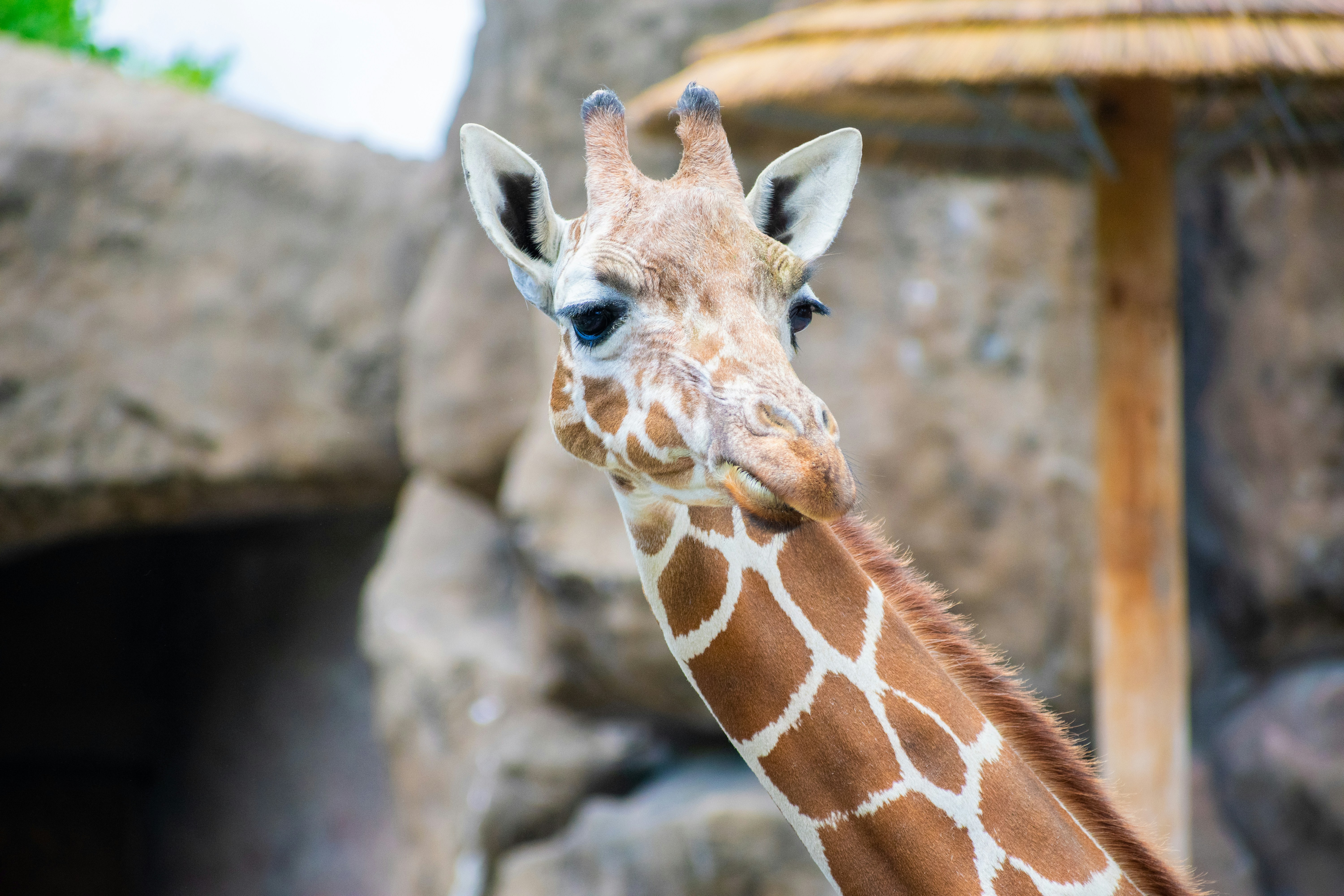 Giraffe Portrait: Graceful Necks and Curious Gaze Against a Stone Haven