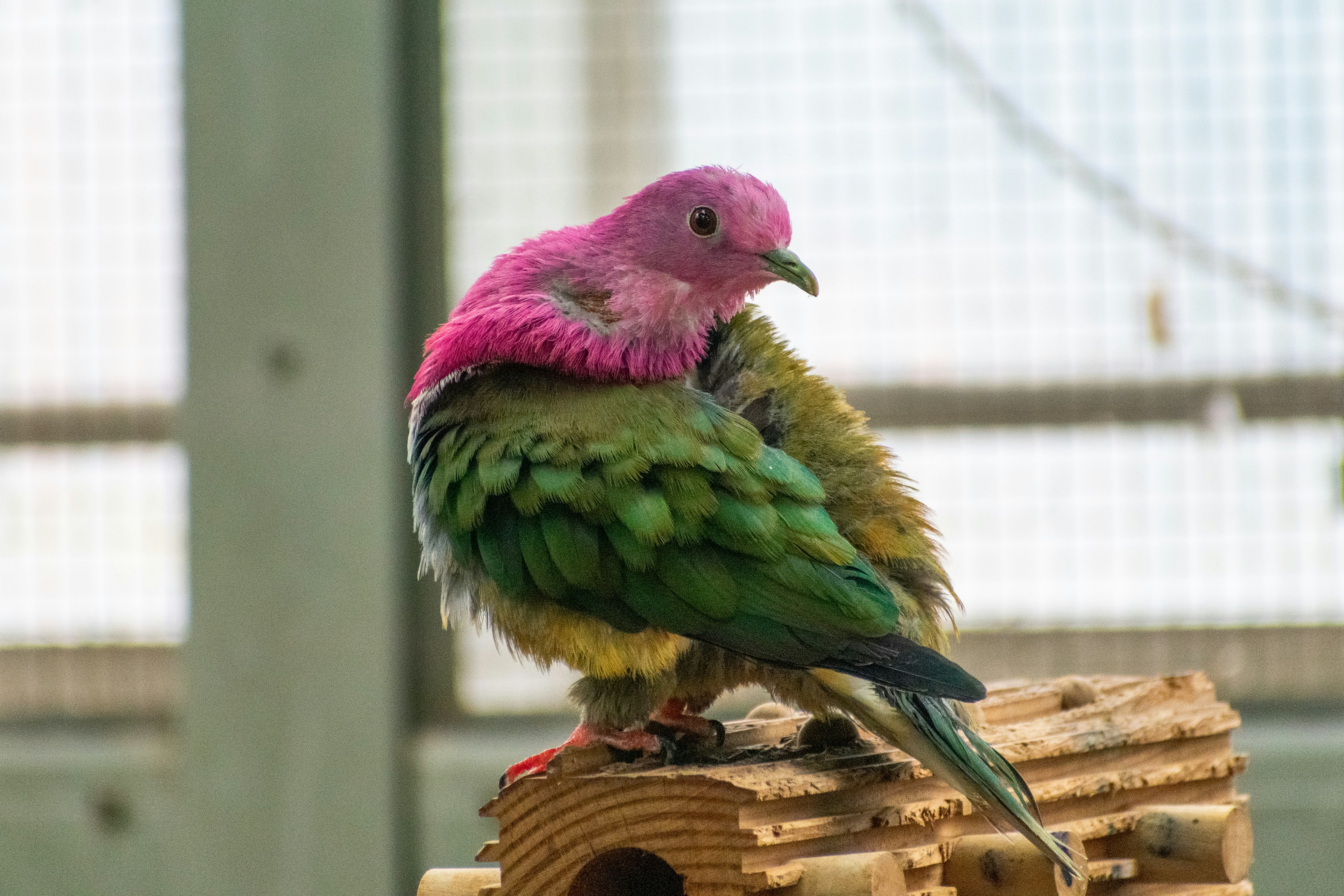 A Pink-Headed Green Rosella perches on a wooden log within a controlled enclosure