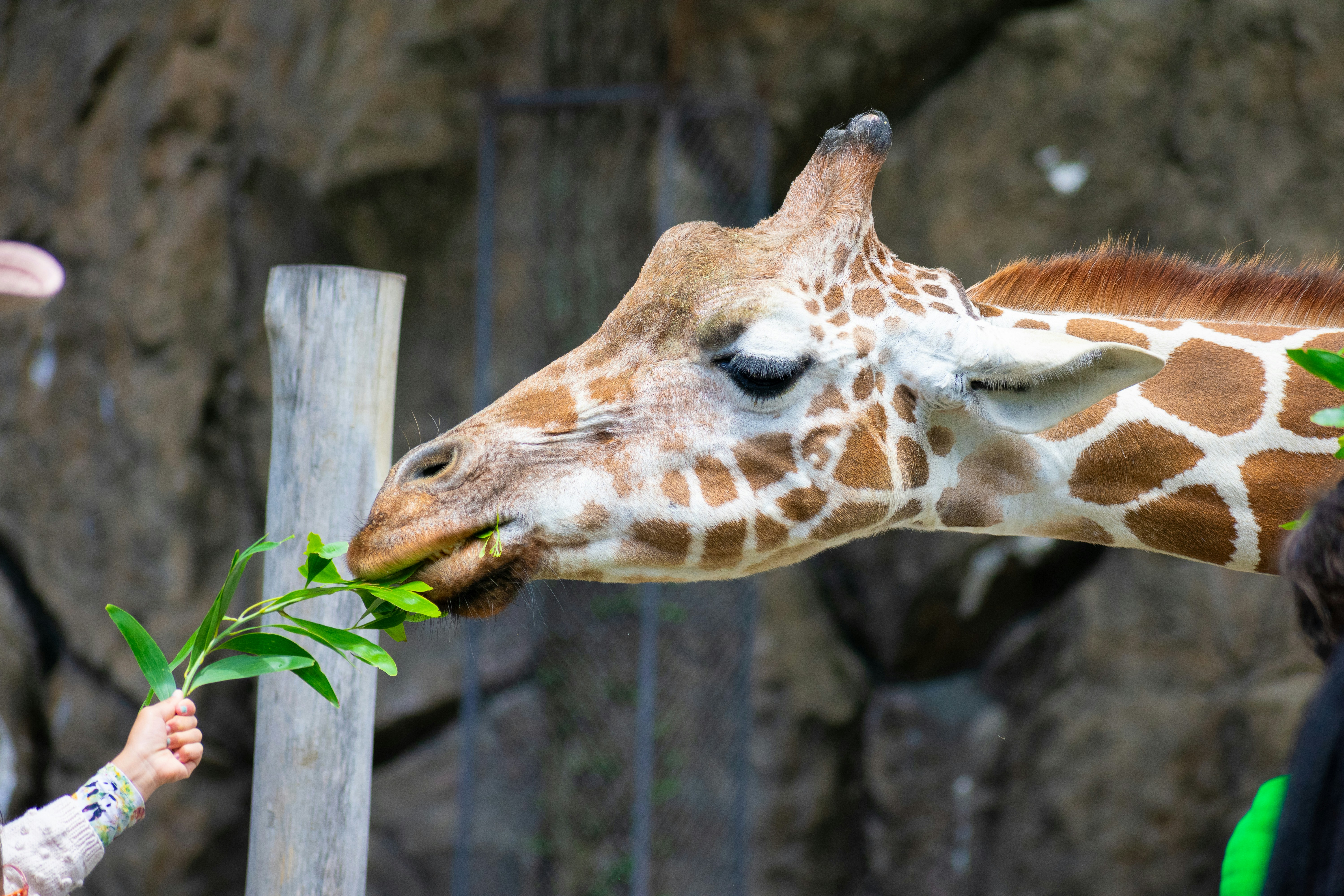 Giraffe Gently Bites Leaves at Close Range